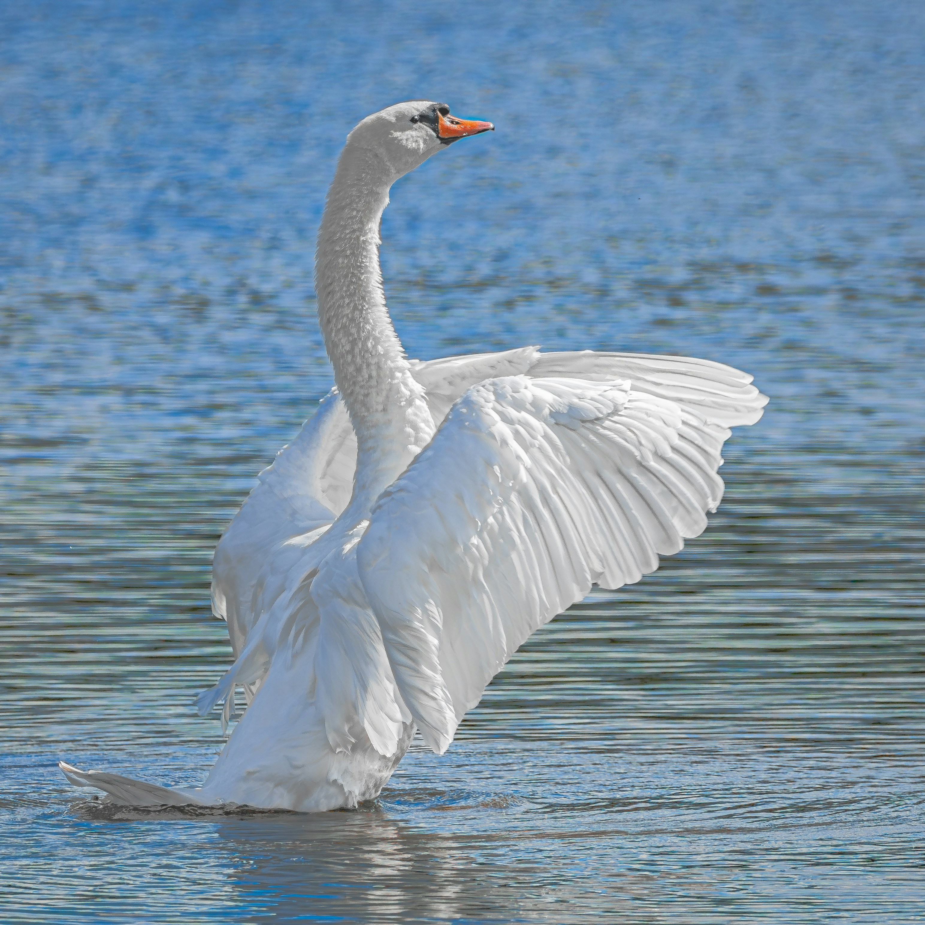 A white swan flaps its wings in the water photo – Free Eijsder beemden ...