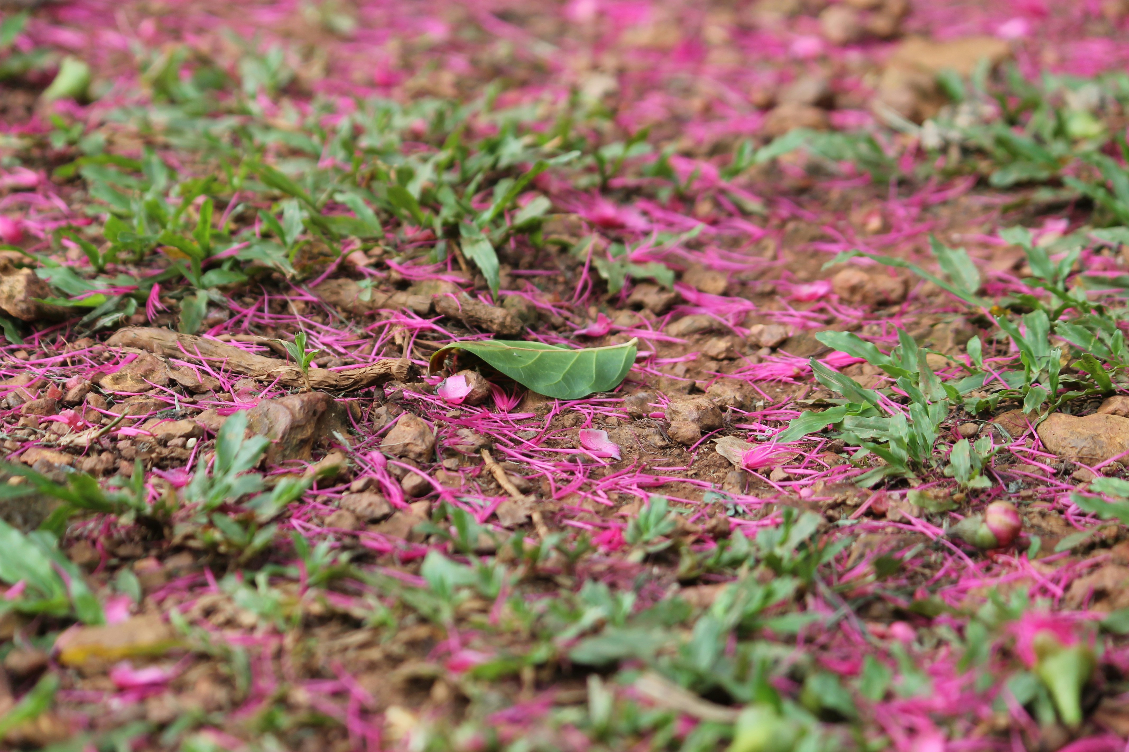 Emerald Leaf on a Carpet of Pink Petals