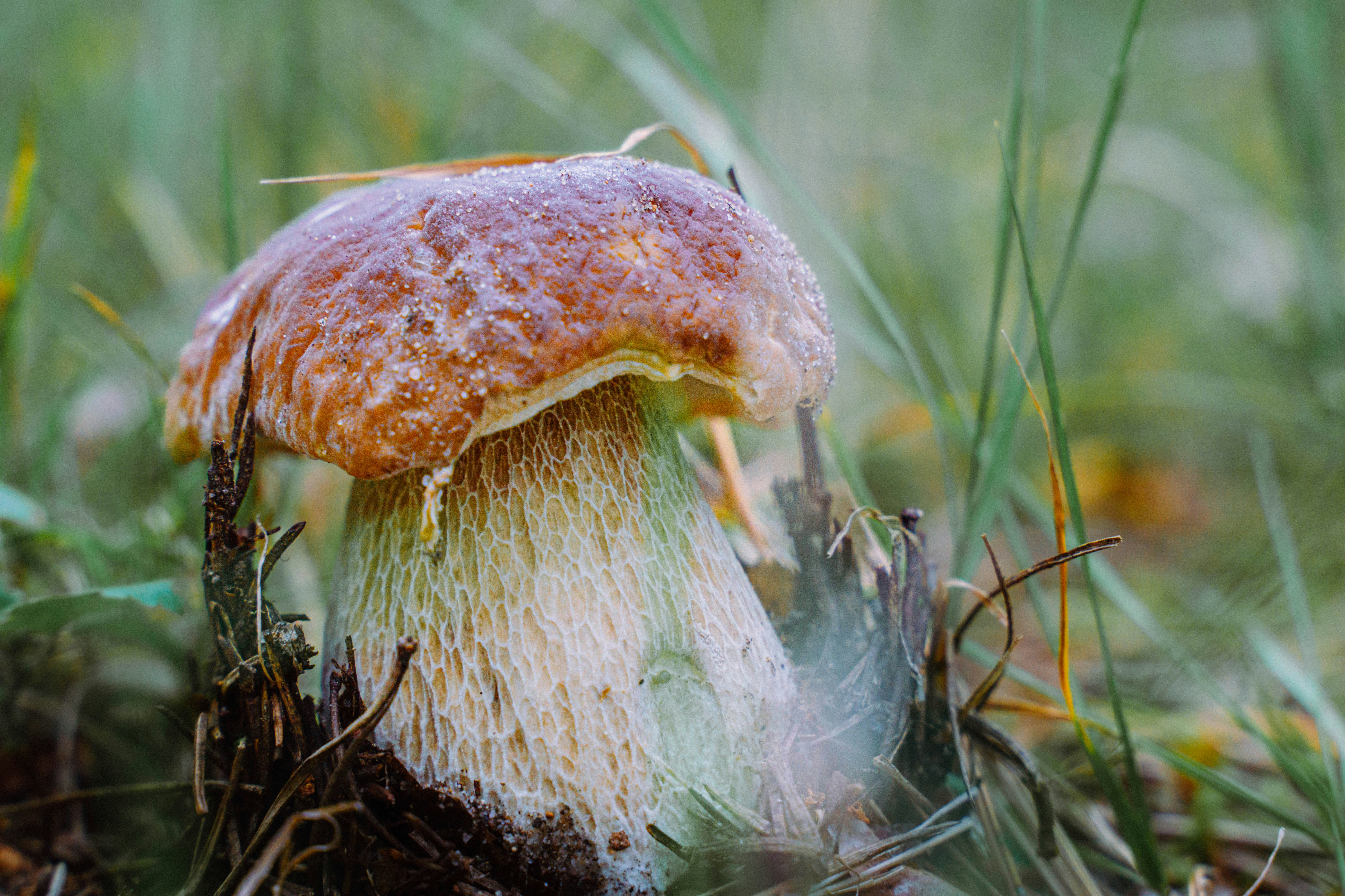 Amber Cap Emerges from Velvet Grass: a Macro Mushroom Portrait