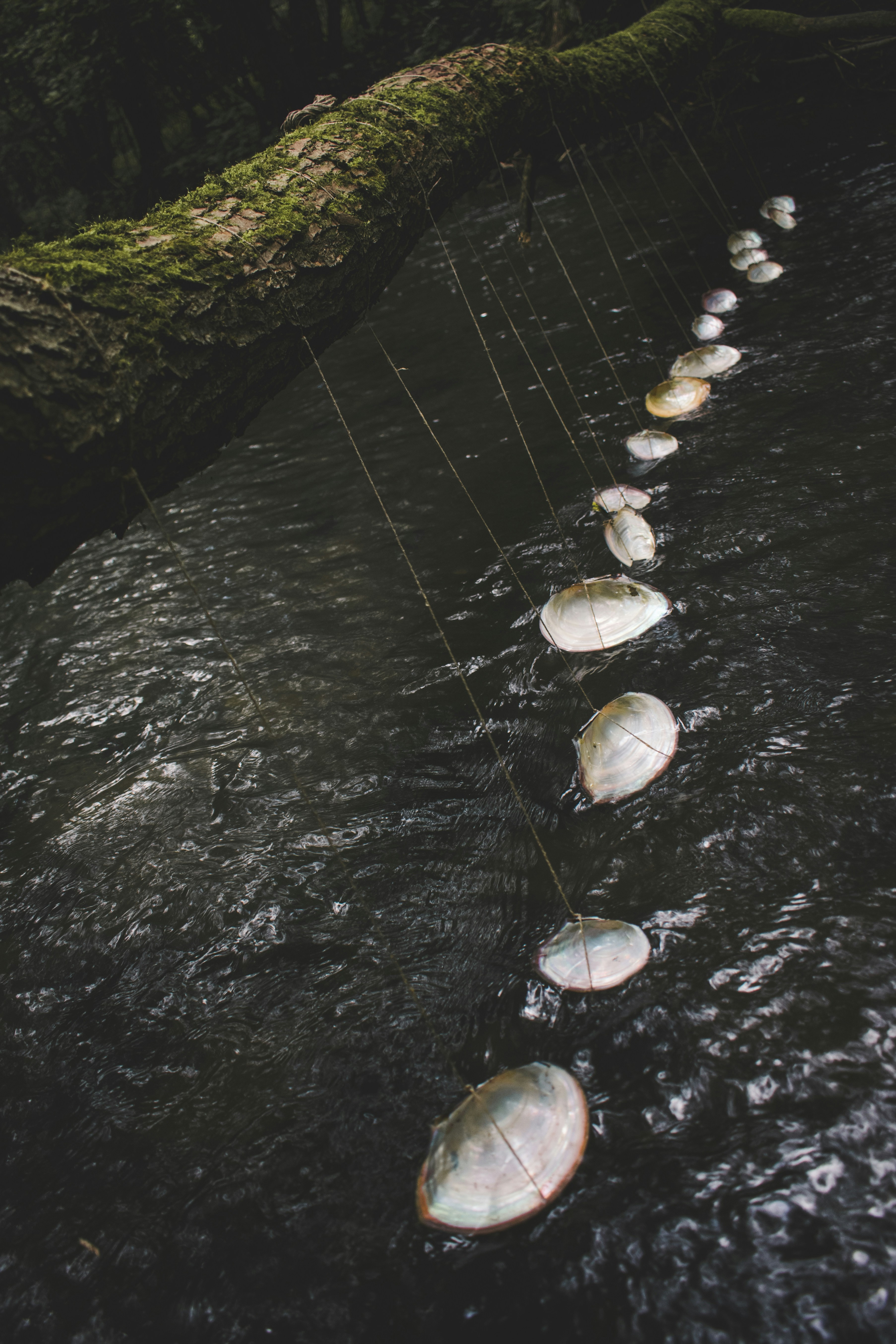 A long line of shells floating on top of a river photo – Free Land ...