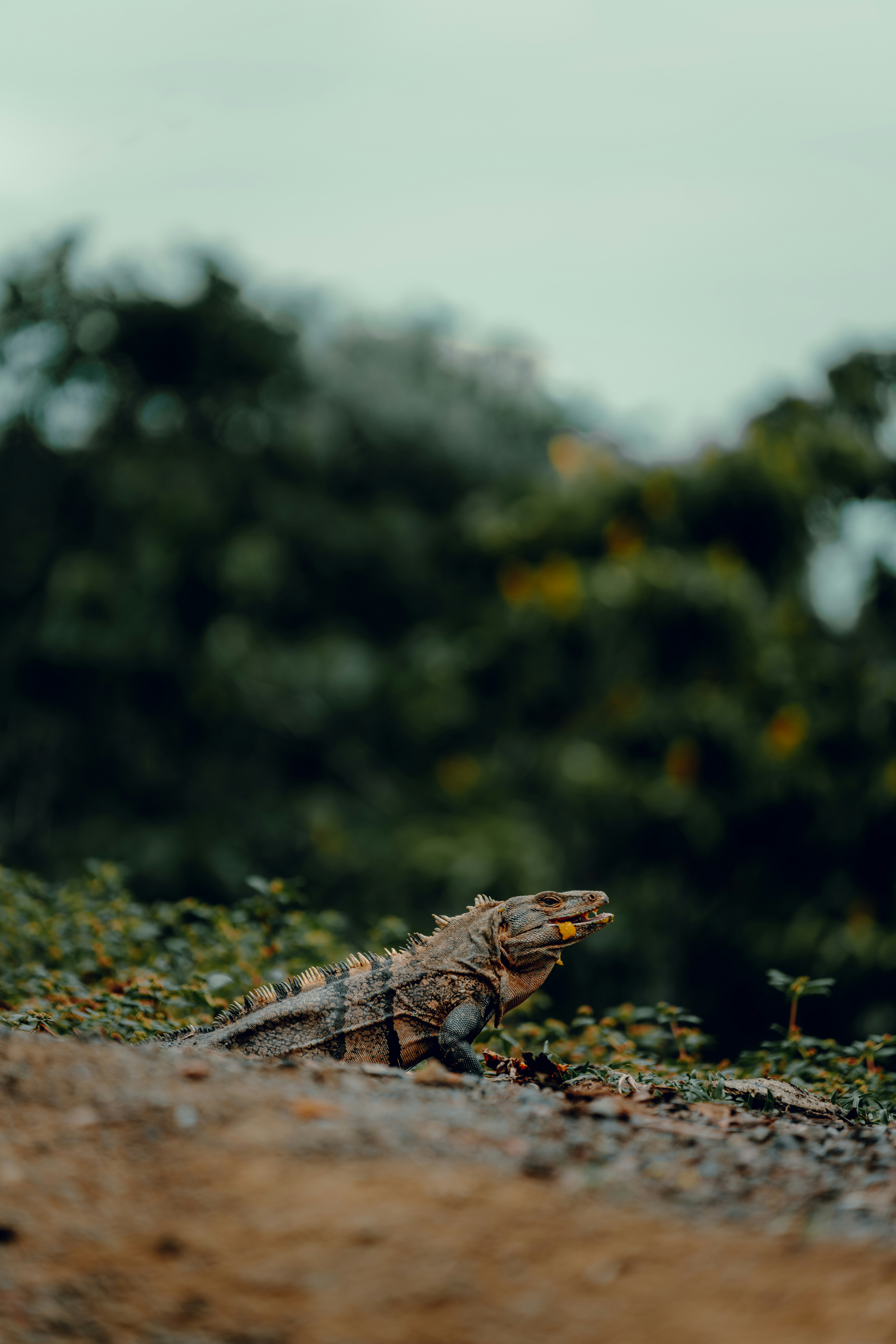 A large lizard sitting on top of a dirt road photo – Free Manuel ...