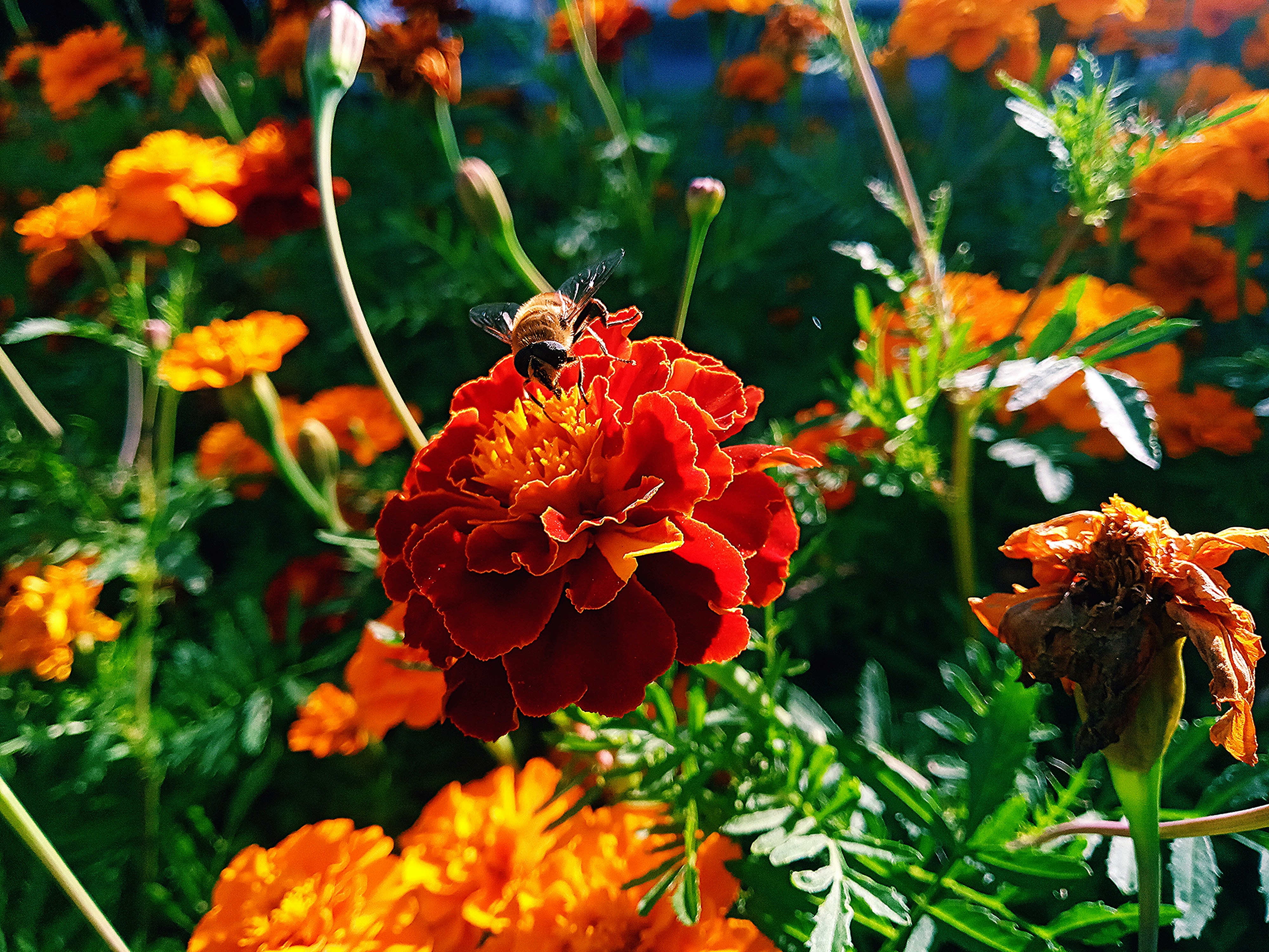 A vibrant red marigold hosts a bee amid a field of orange blossoms, captured in bright daylight.