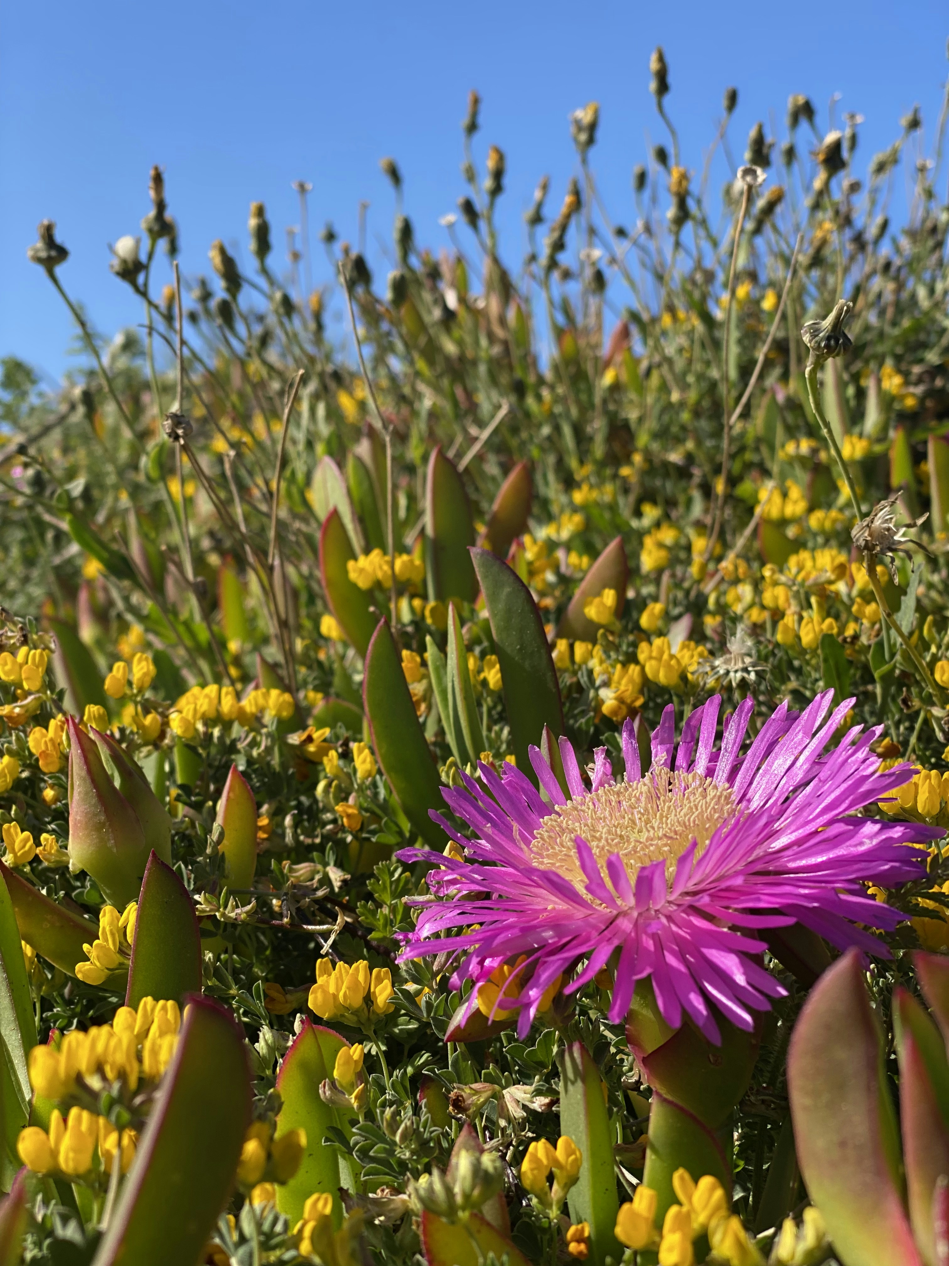 Une fleur violette dans un champ de fleurs jaunes photo – Image ...