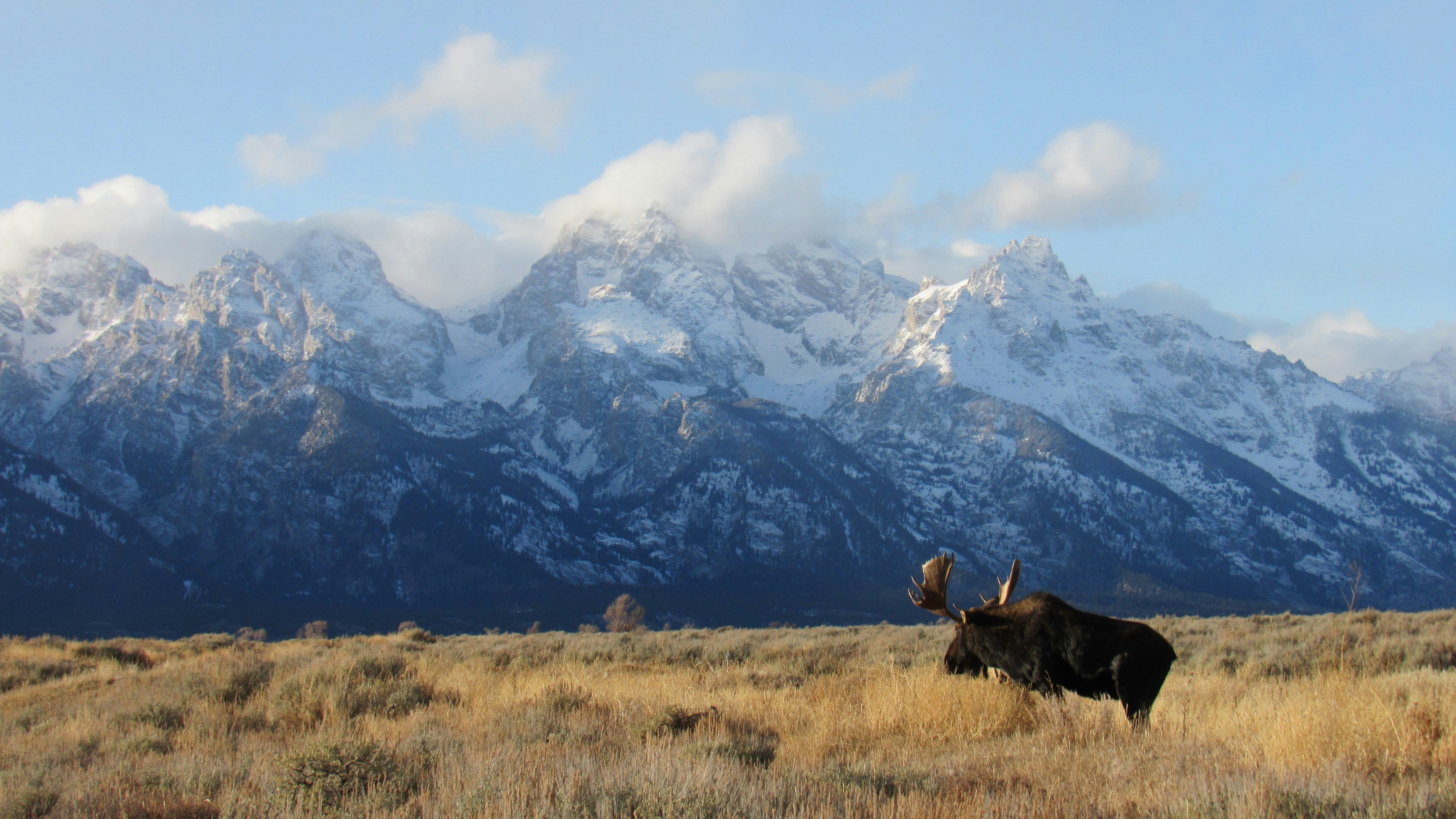 Bull standing in a grassy field with snow-capped mountains under a partly cloudy sky.