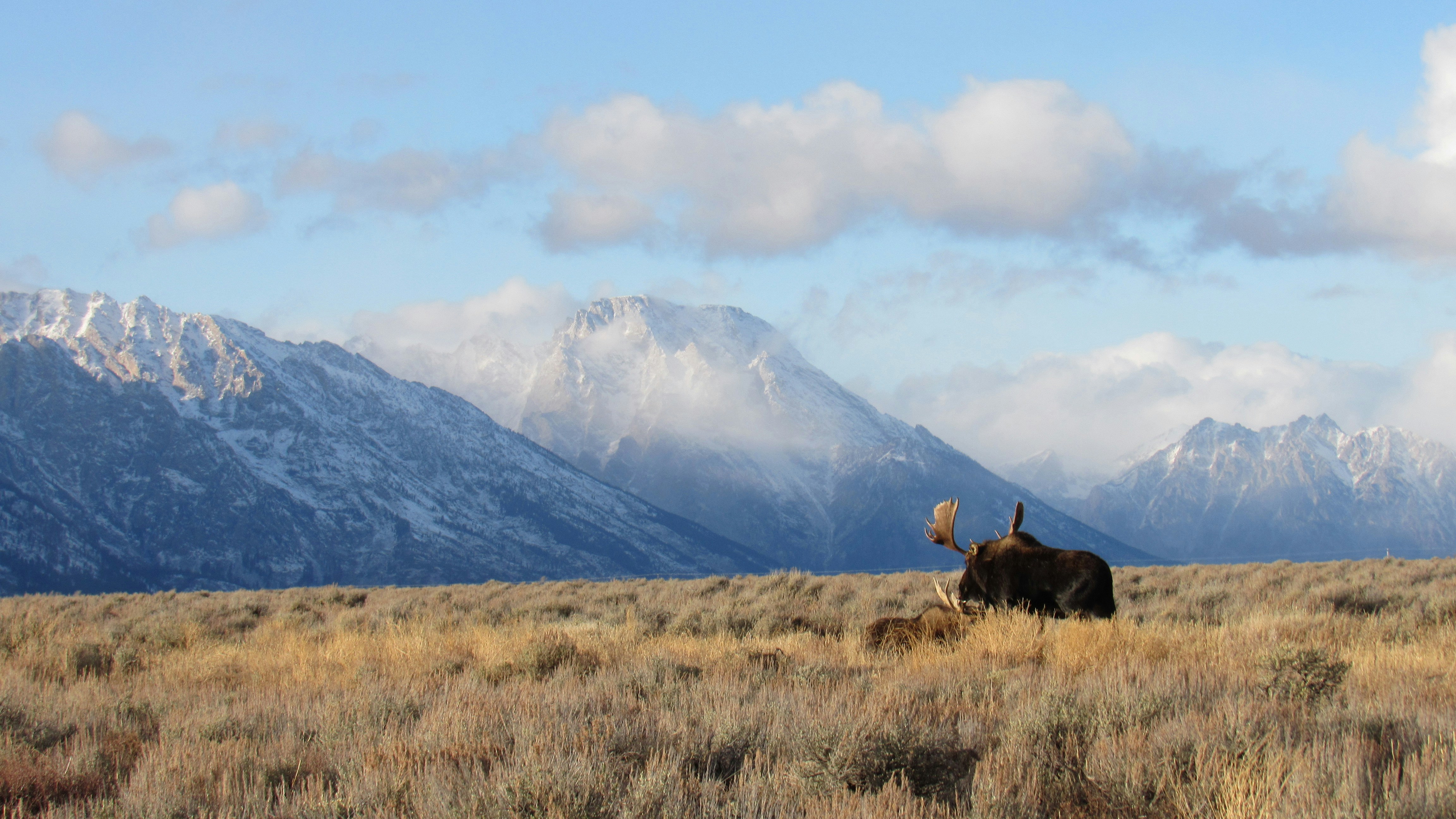 A solitary moose stands on a sunlit grassland with snow-dusted mountains rising in the distance.