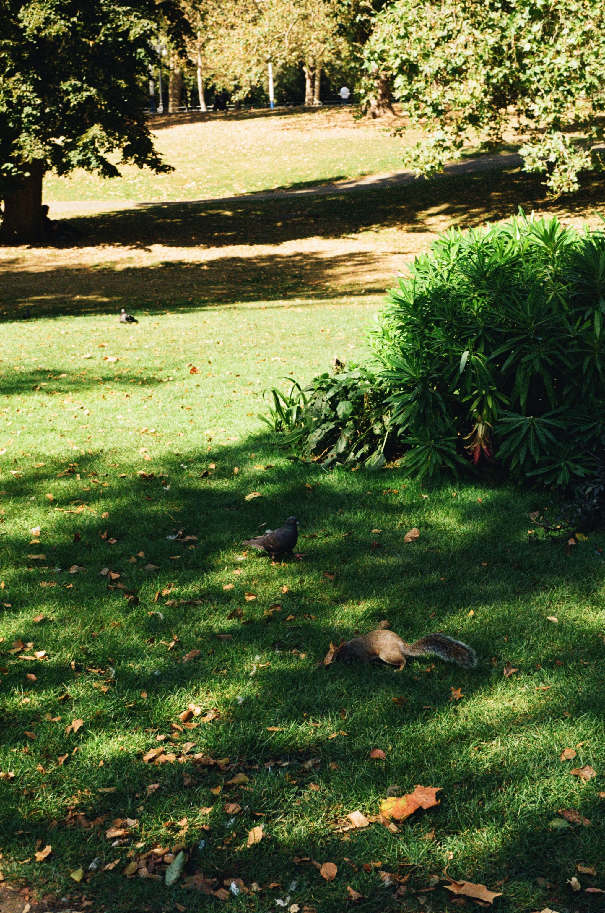 A couple of birds sitting on top of a lush green field photo – Free ...