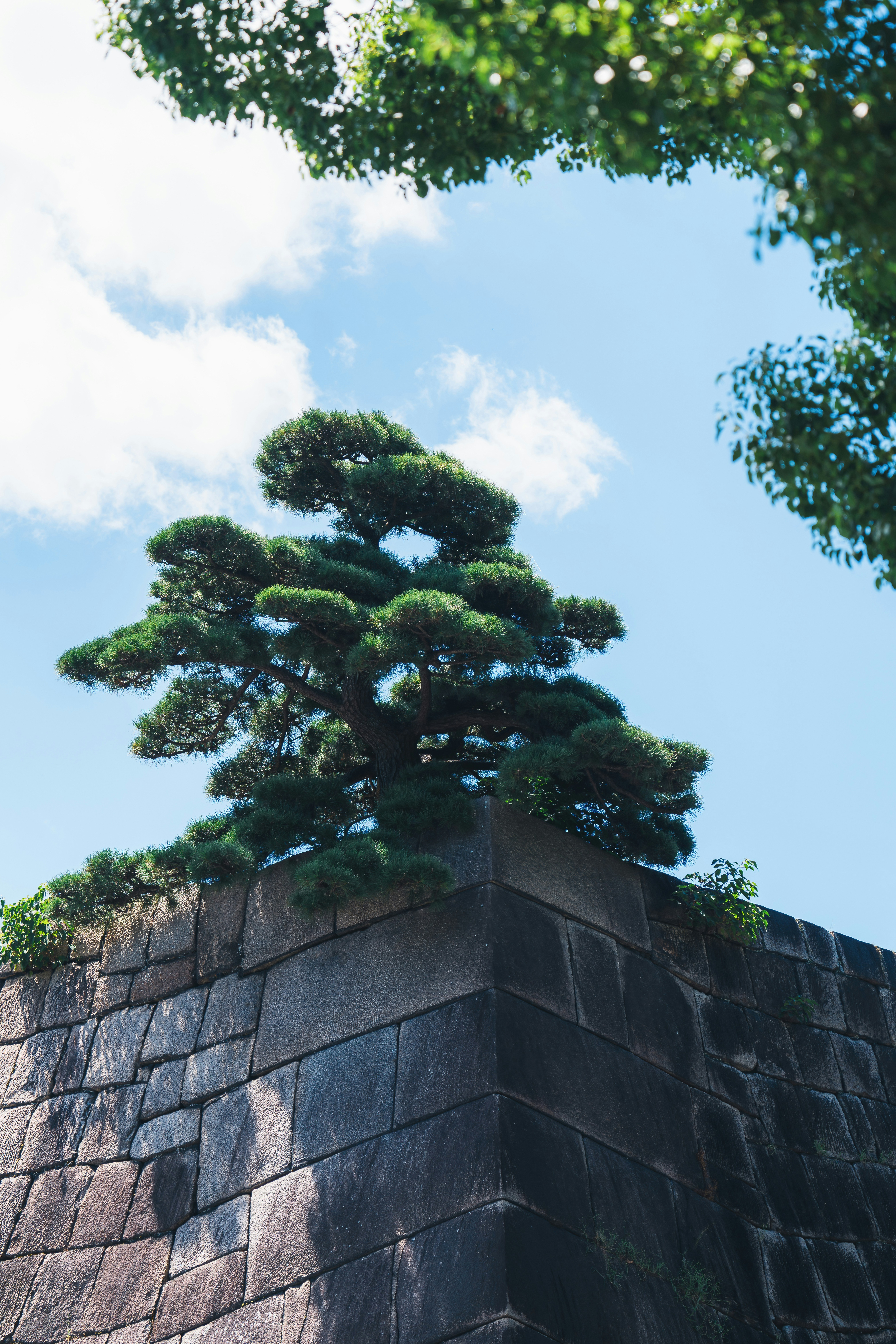 Foto Pohon pinus yang tumbuh di atas dinding bata – Gambar Wallpaper ...