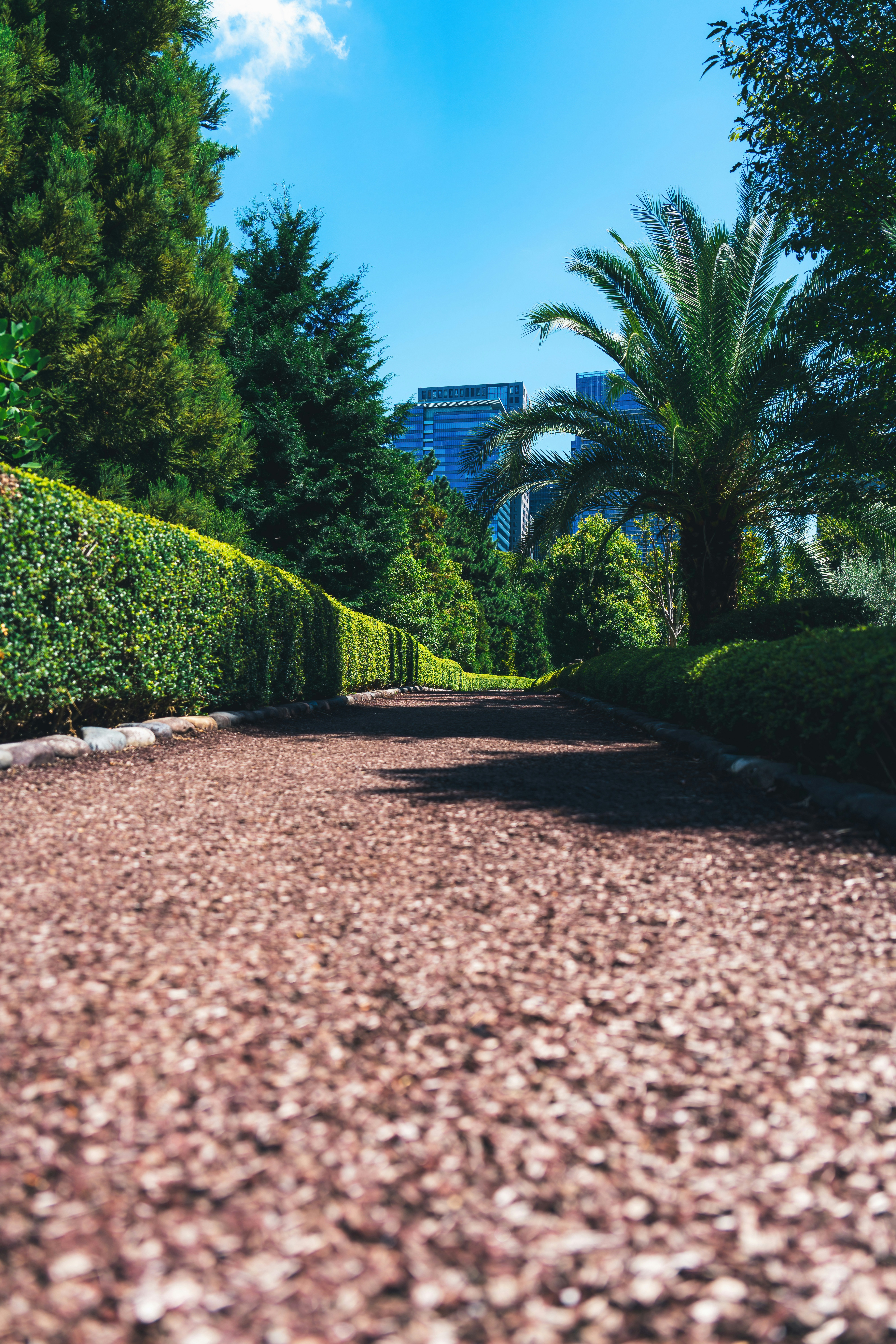 Gravel Path Toward a Distant Skyline: Palm and Hedge Frame the Walk