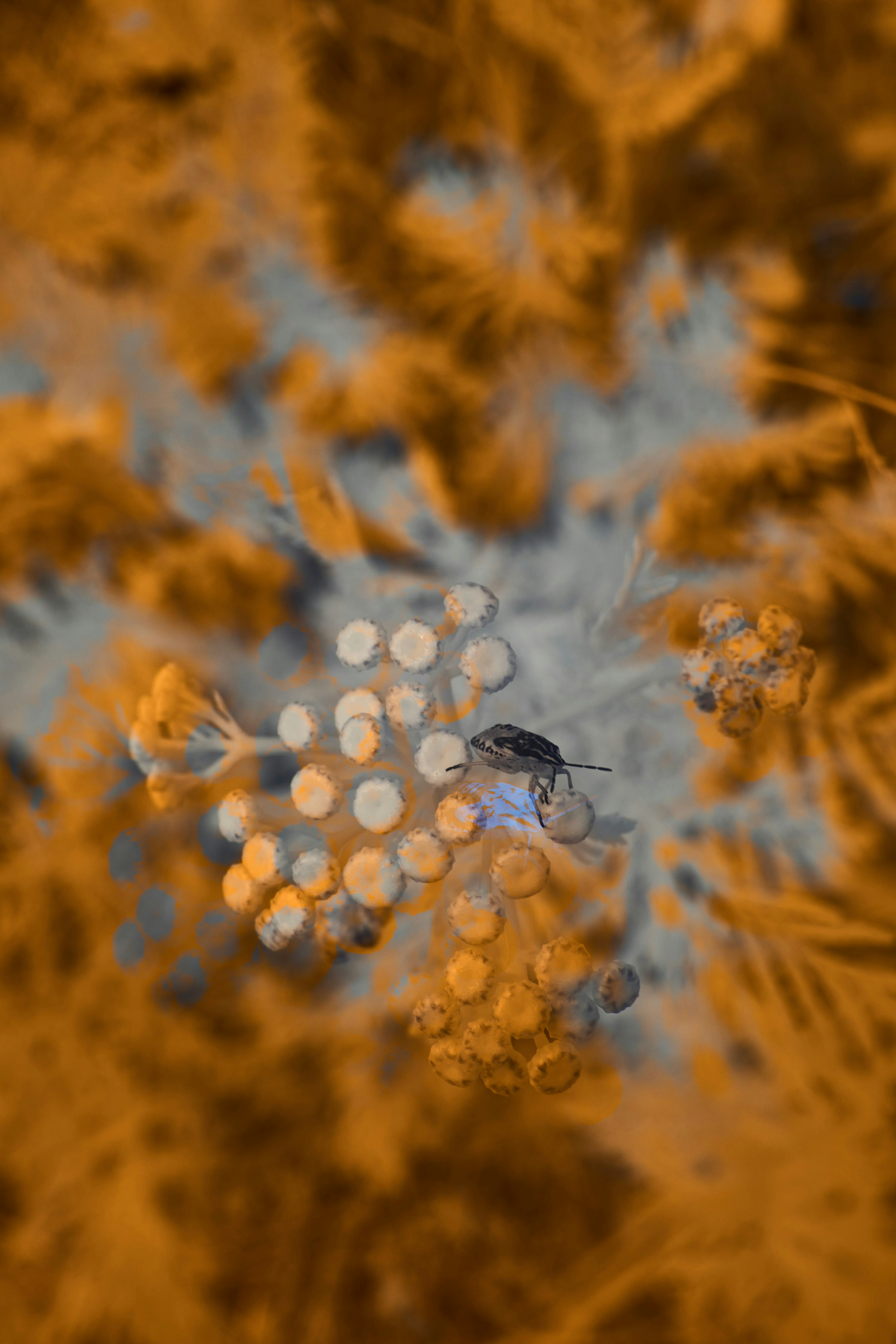 Tiny Voyager on Frosted Berries under an Ember Glow