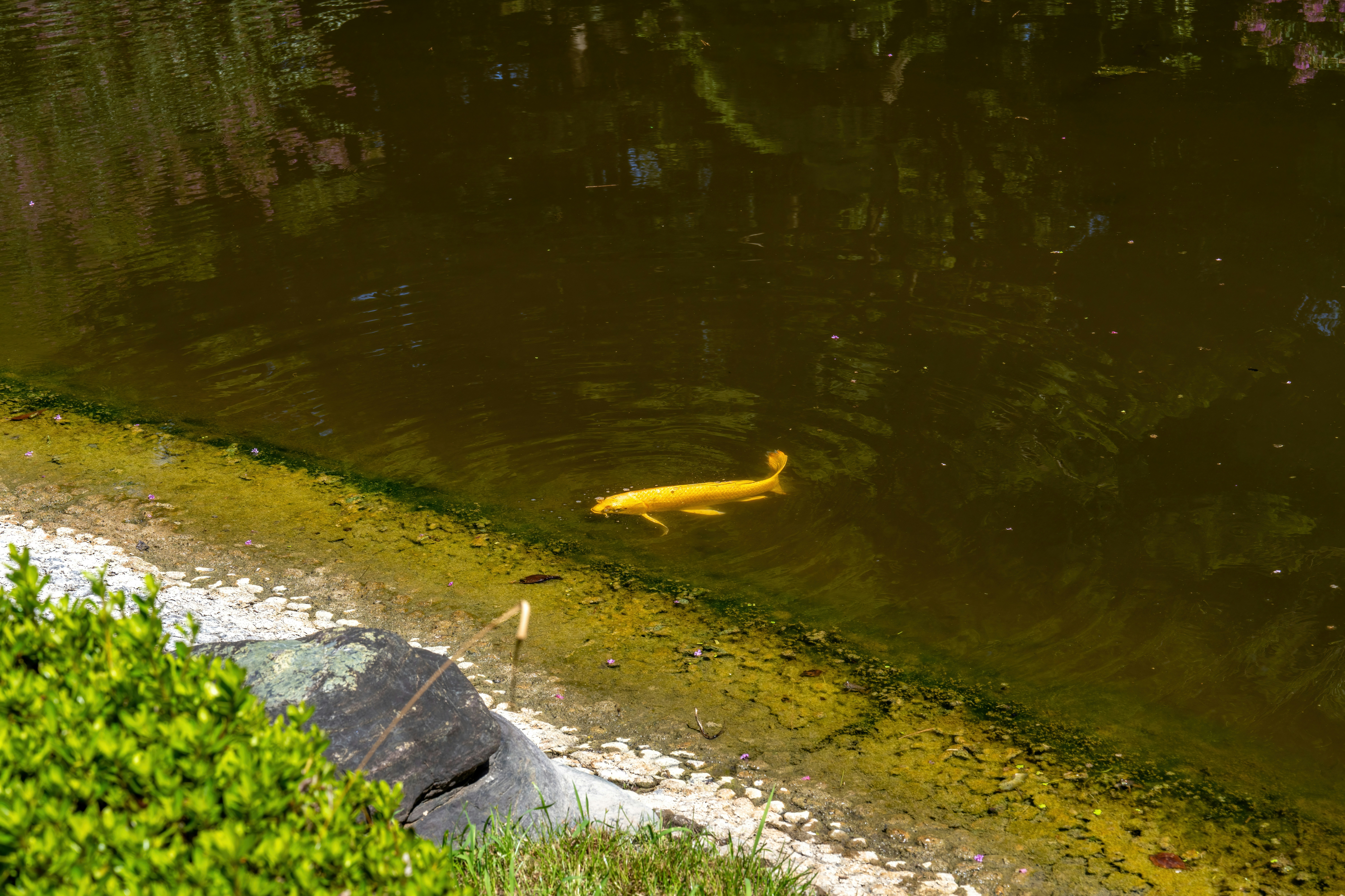Golden Koi Gliding Along a Mossy Pond Edge