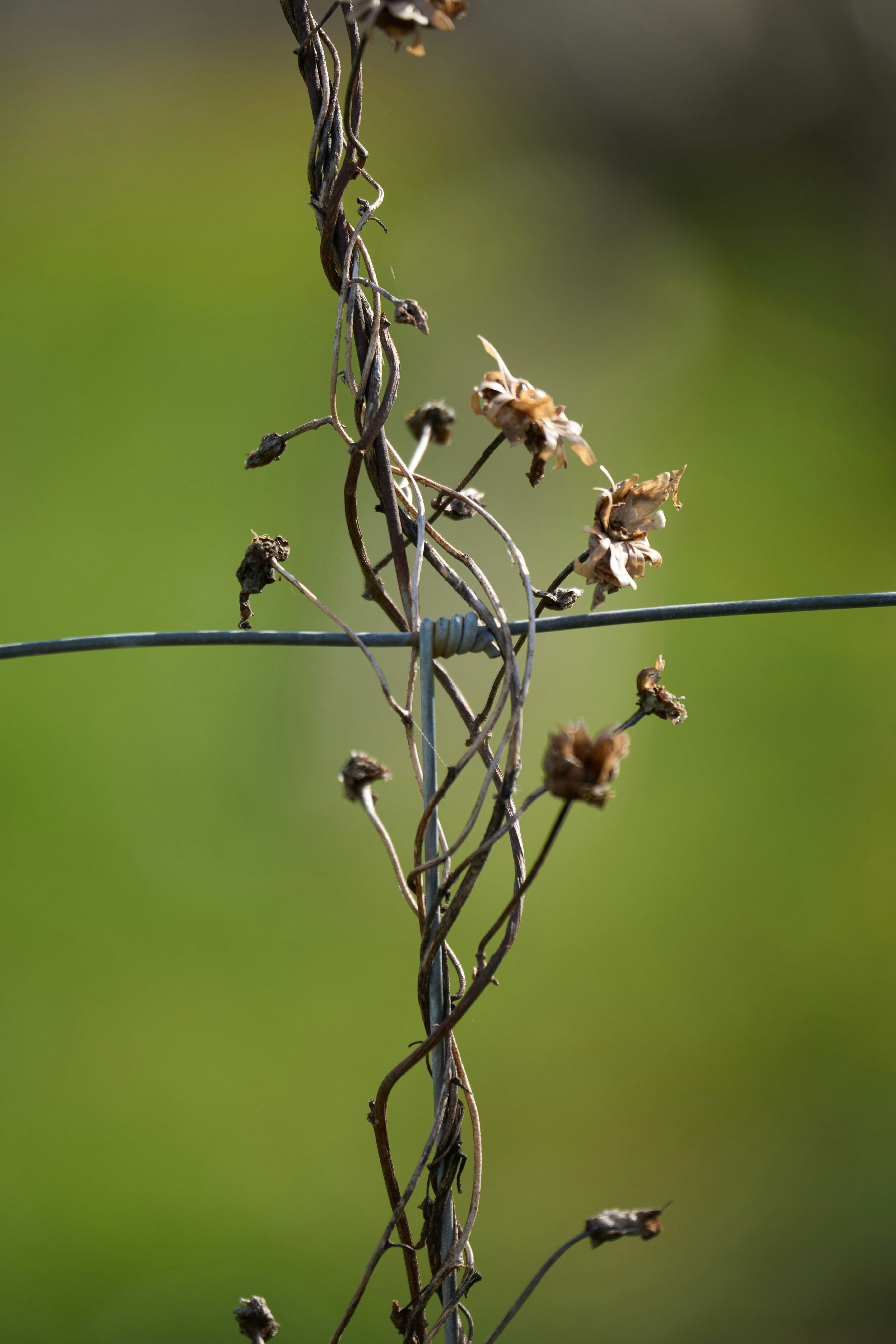 Twisted Tendrils on a Rustic Wire: A Quiet Moment in the Field