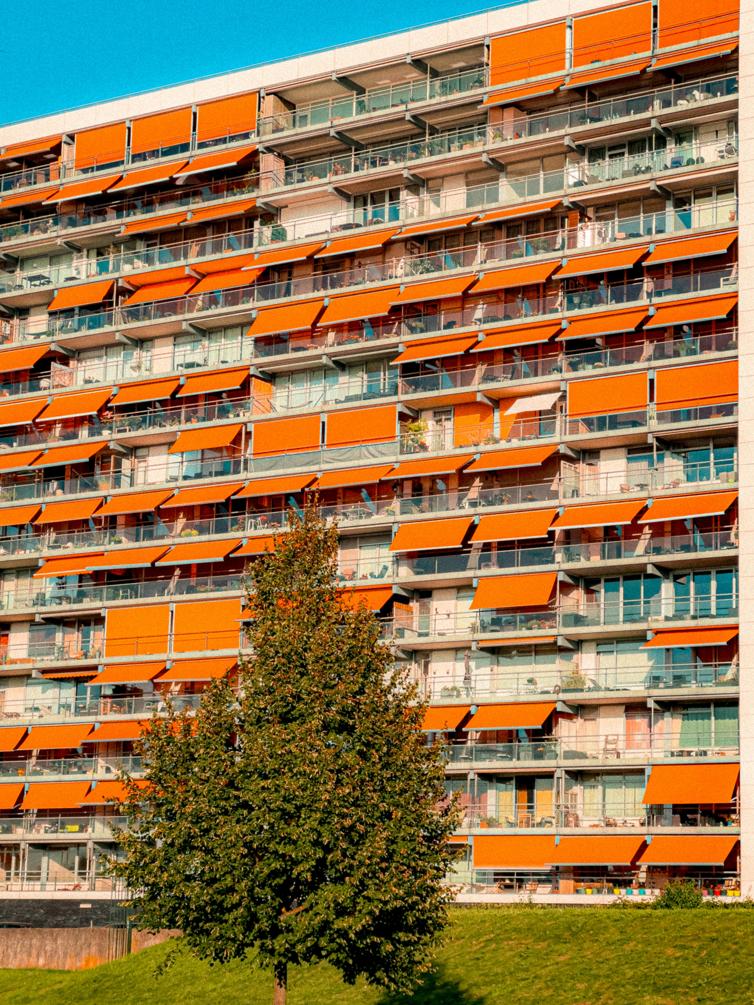 Orange Balconies Loom Over a Lone Tree: An Urban Portrait