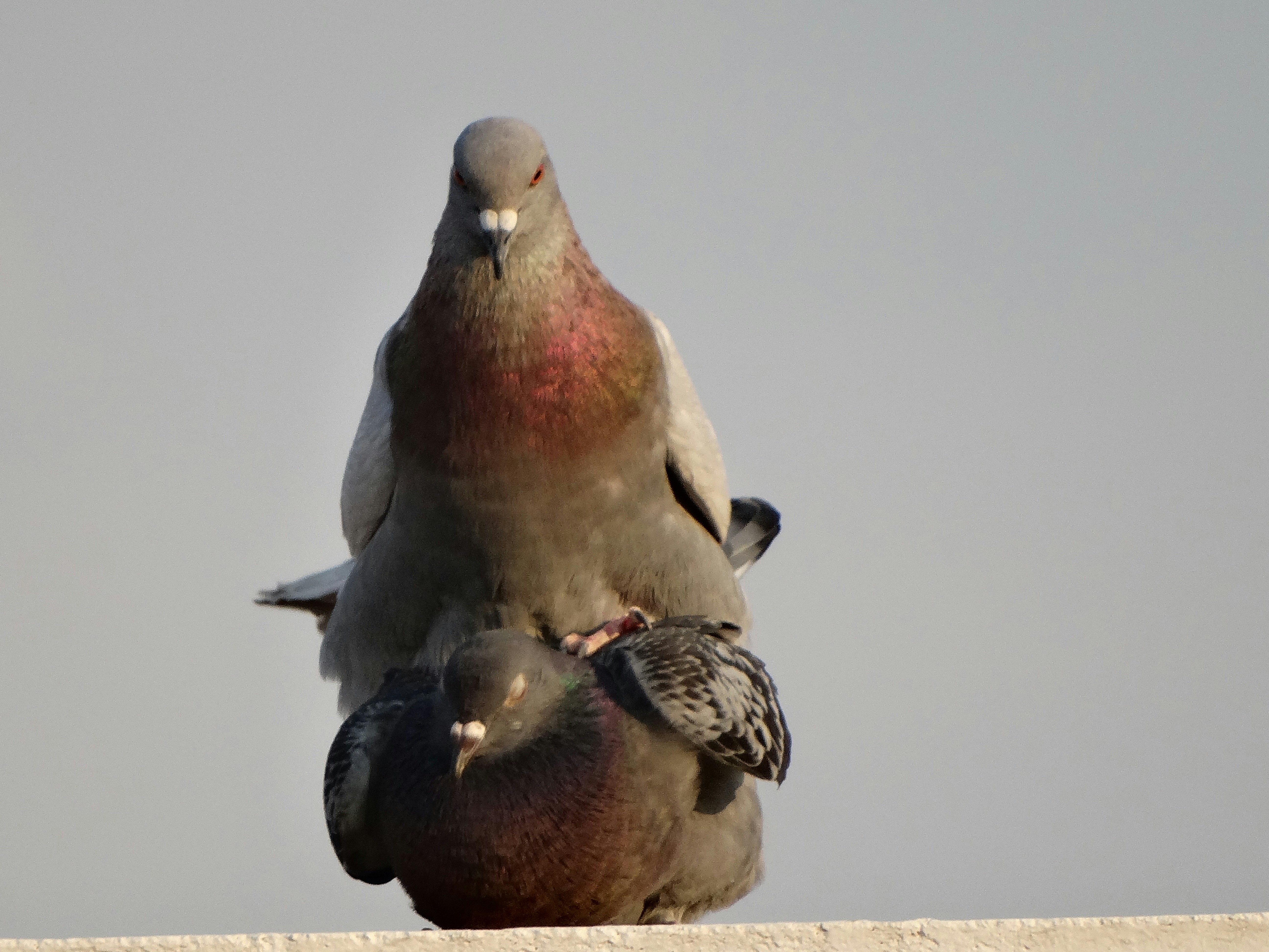 Centered Pigeon on a Concrete Ledge: A Quiet Preening Moment