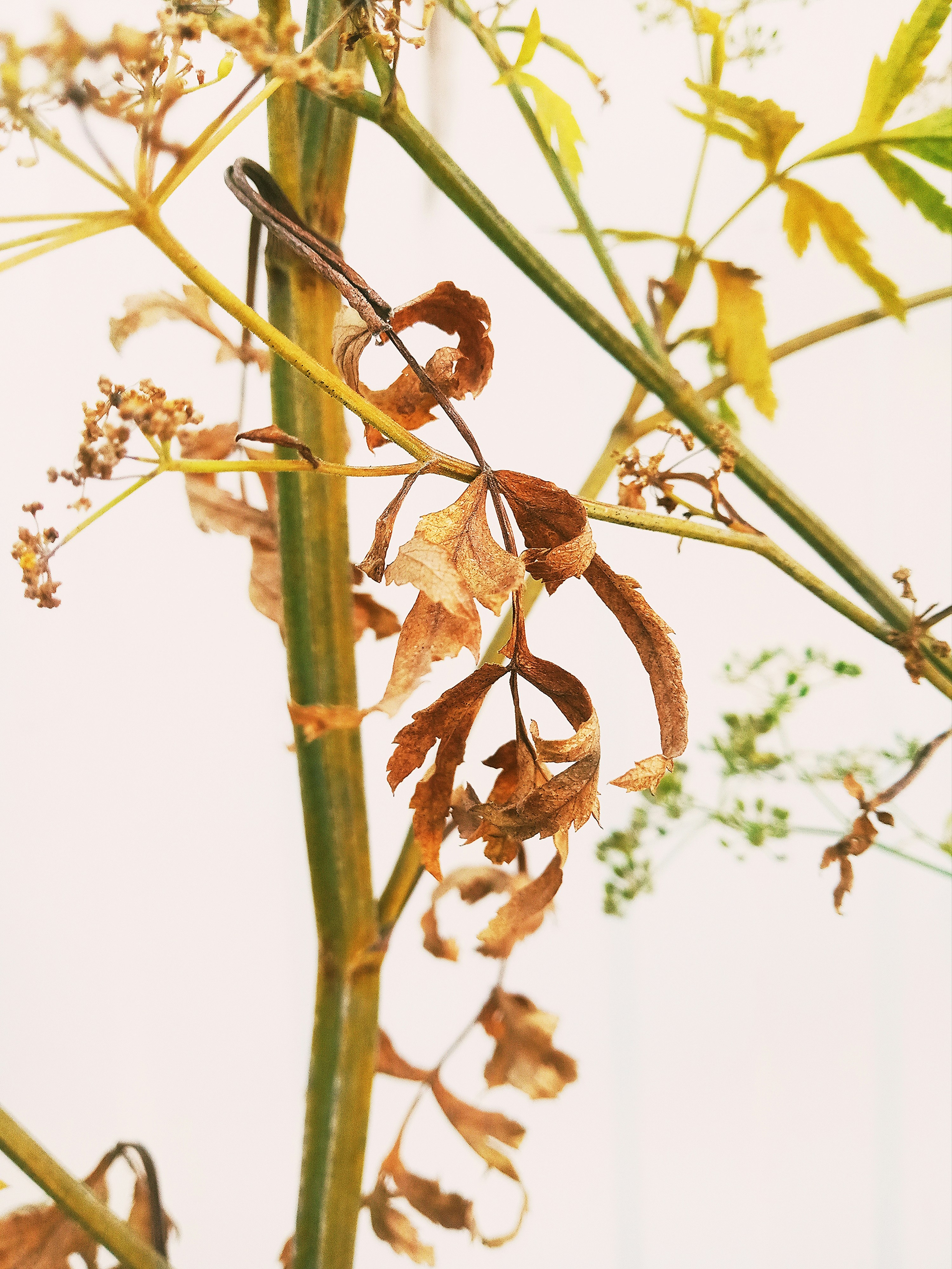 a close up of a plant with lots of leaves