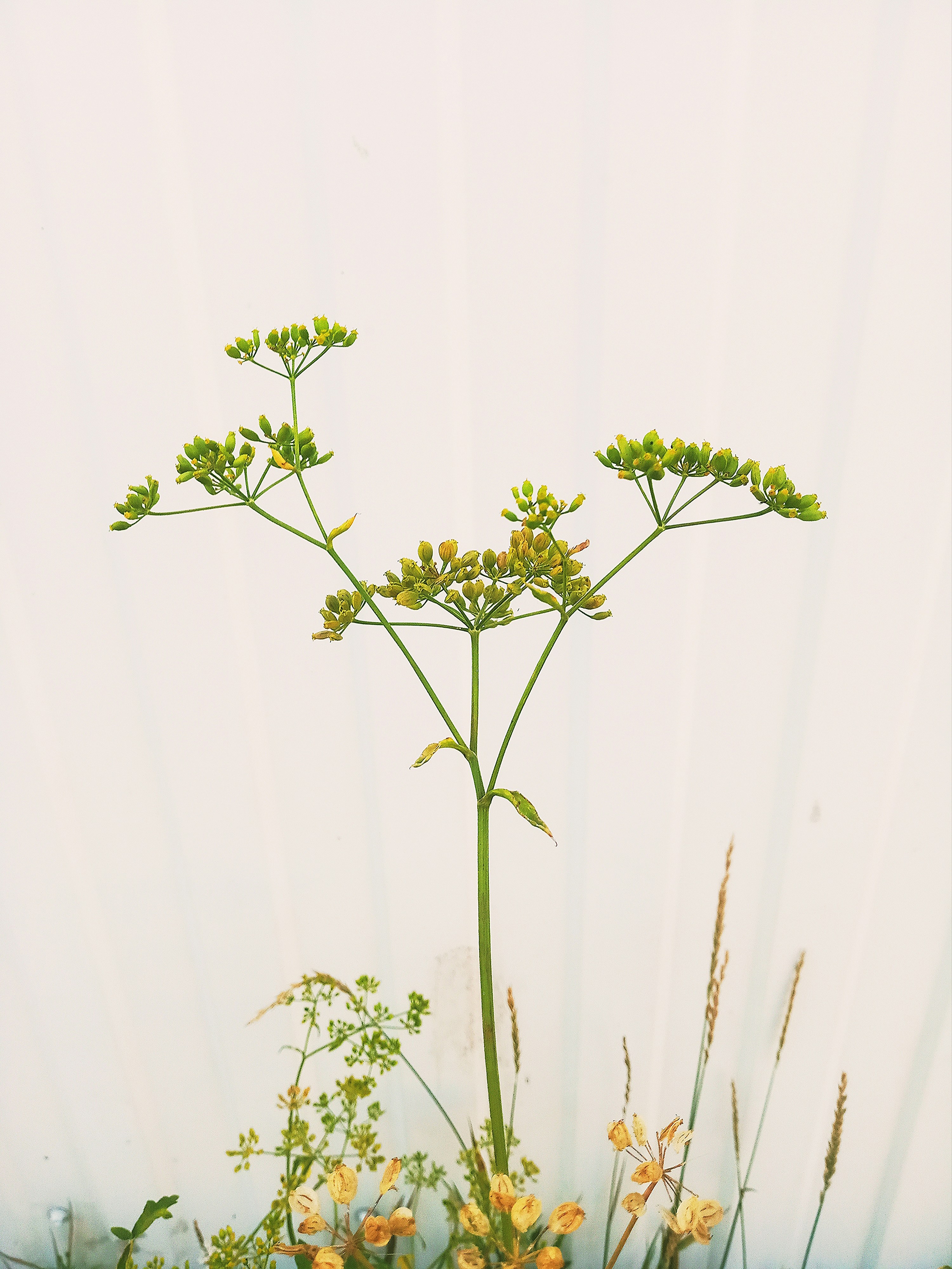 Tall wildflower with umbrella-like seedheads rises against a pale vertical wall, photographed in soft natural light.