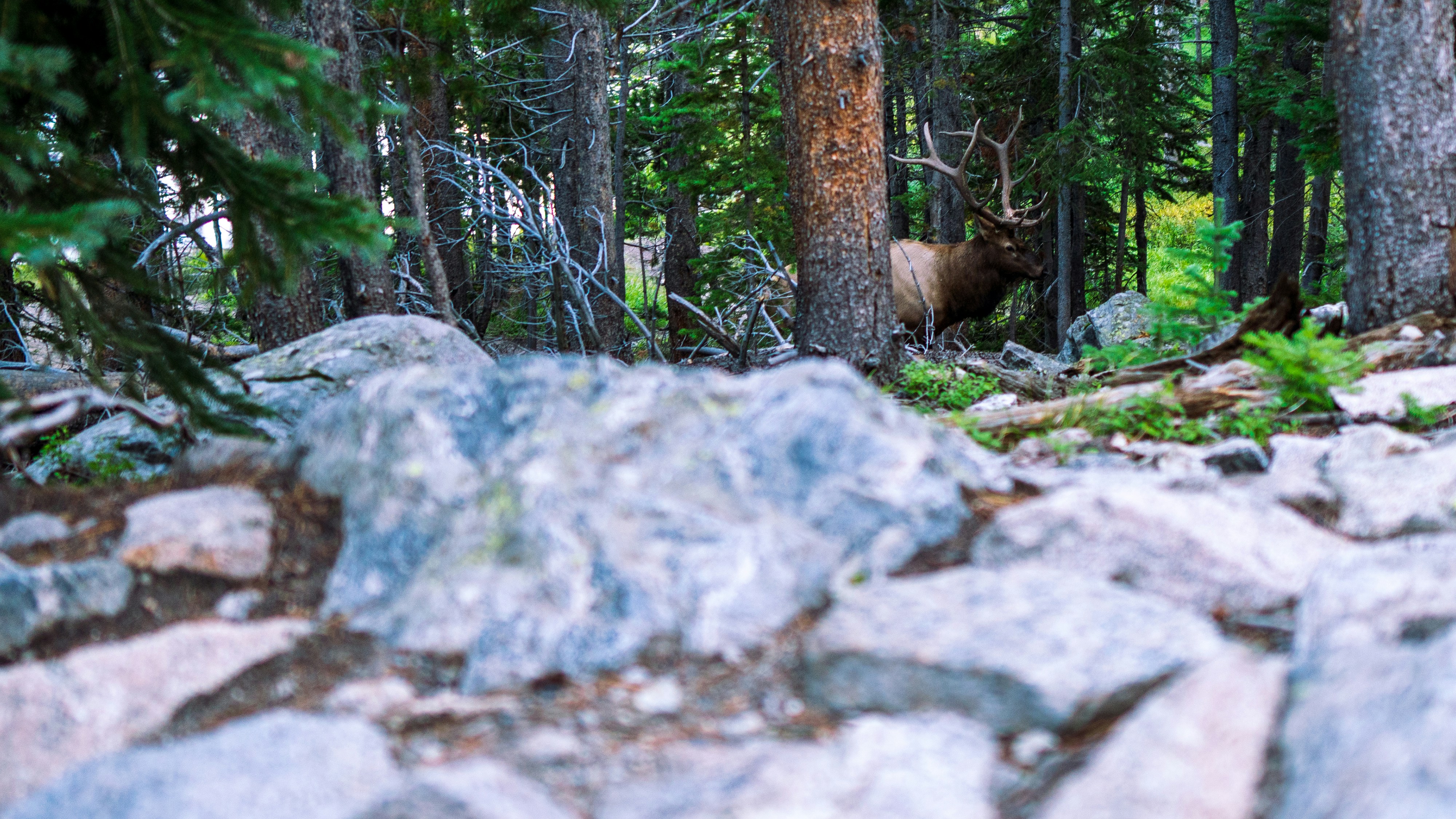 A moose is walking through the woods among the rocks photo – Free Bear ...
