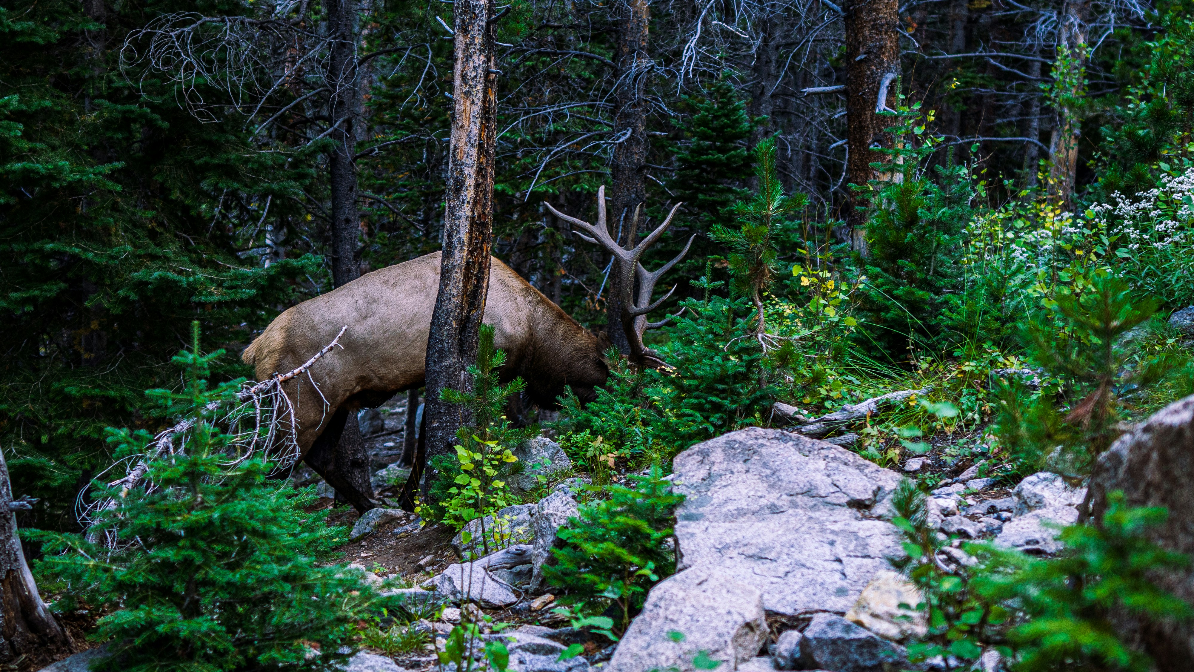 A large elk standing in the middle of a forest photo – Free Bear lake ...