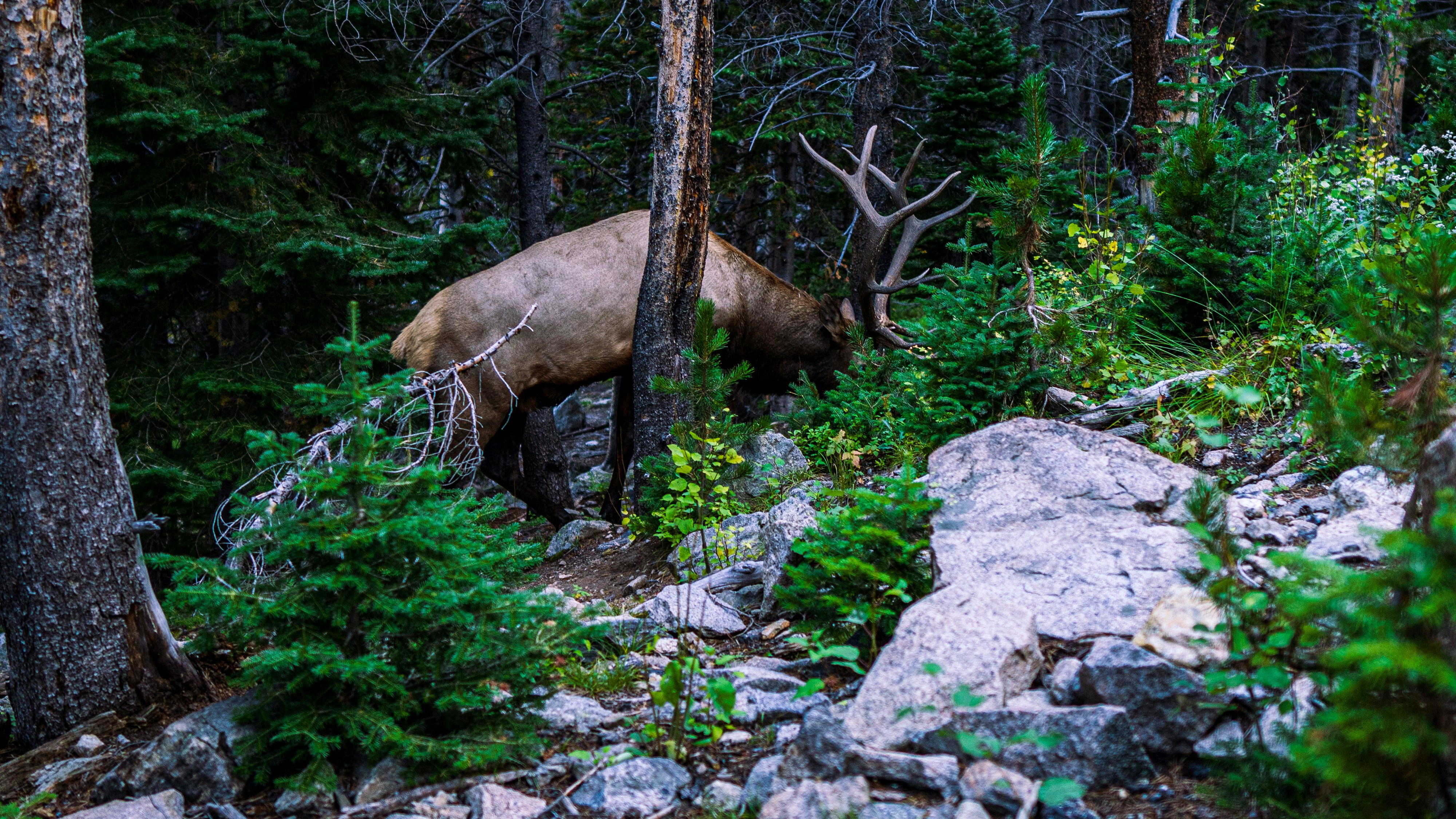 A large elk walking through a forest filled with trees photo – Free ...