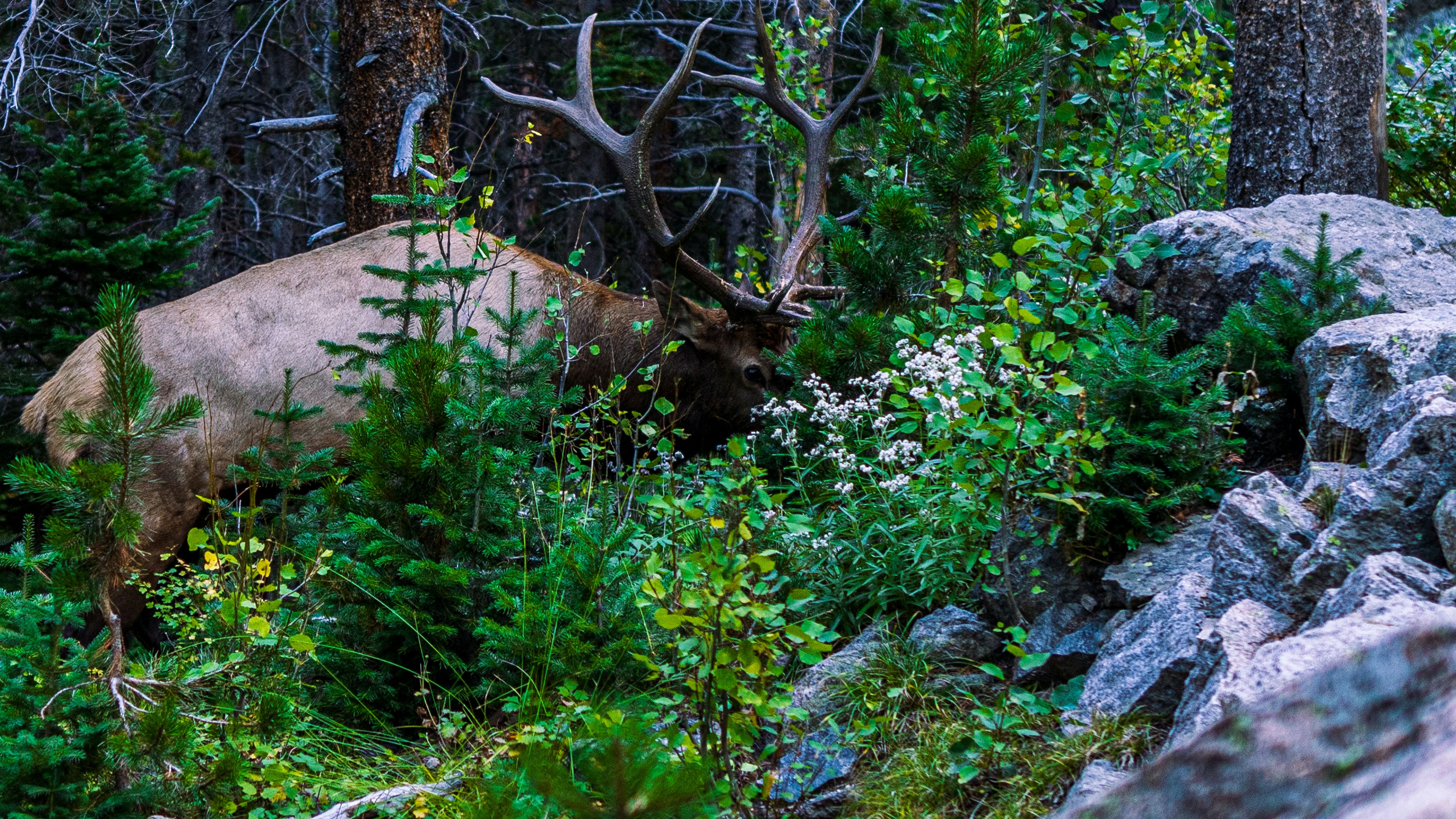 A large elk standing in the middle of a forest photo – Free Nature ...