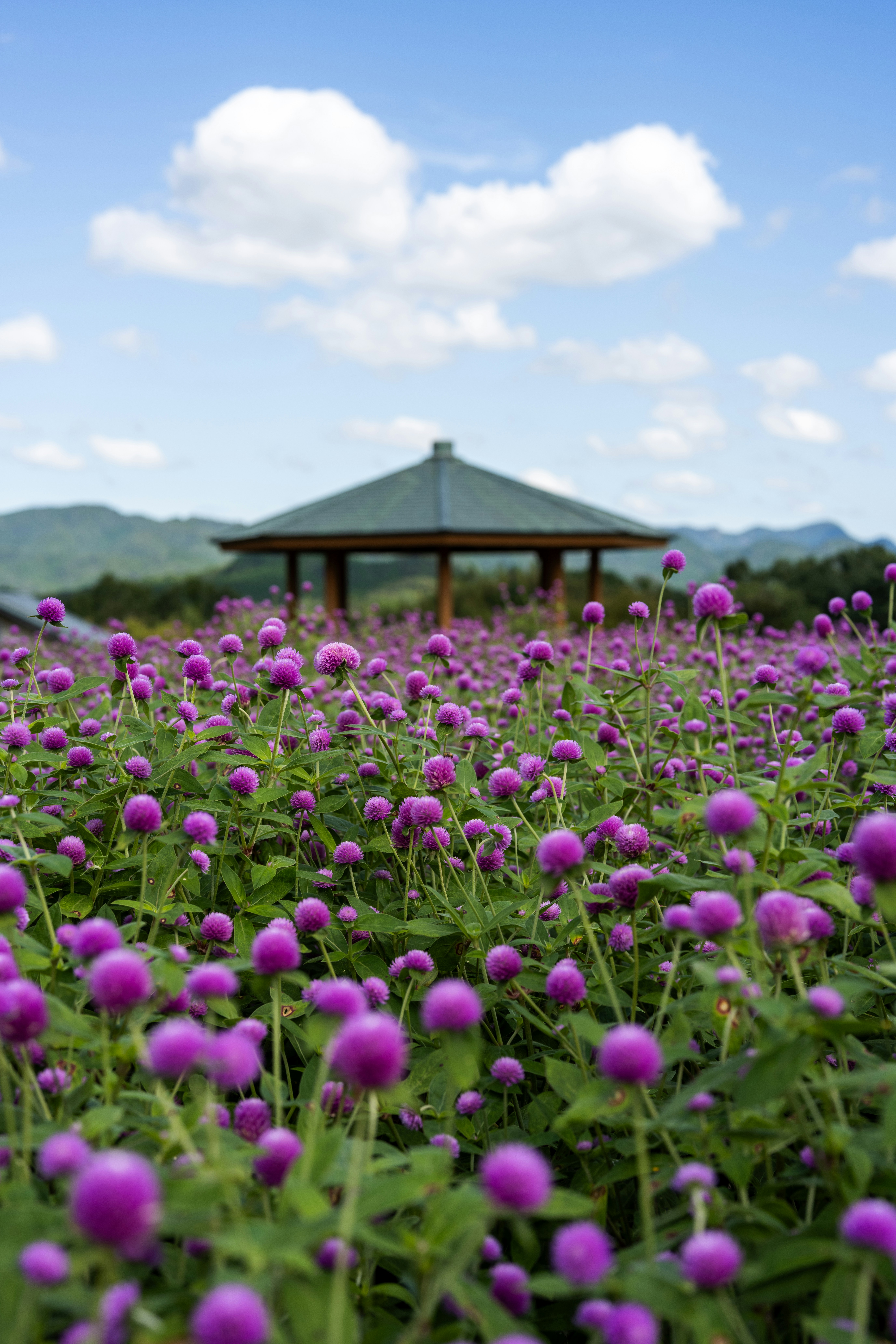 Purple Cloak of Fields: A Summer Gazebo Backdrop