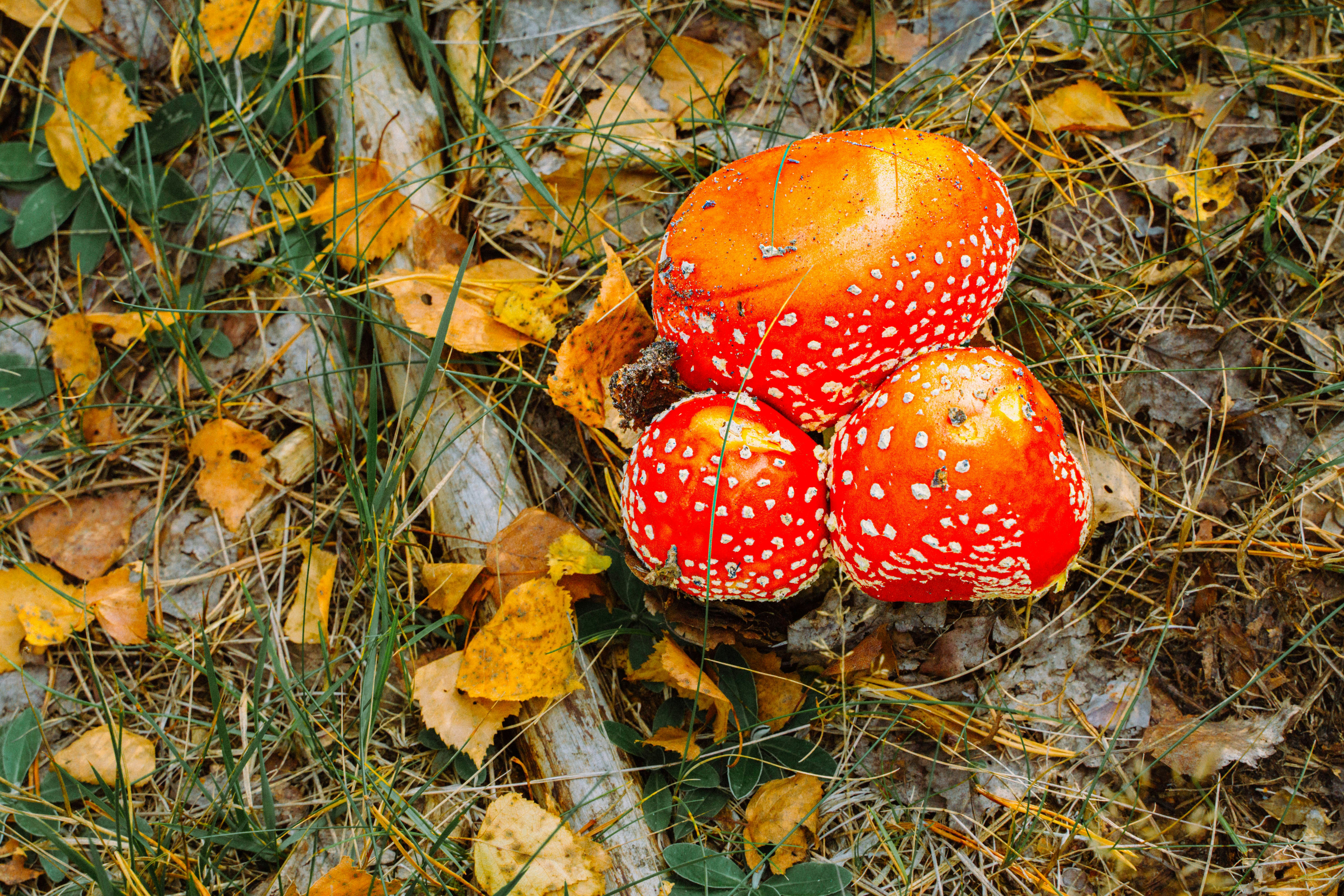 Nature's Vibrant Trio: A Fungal Delight
