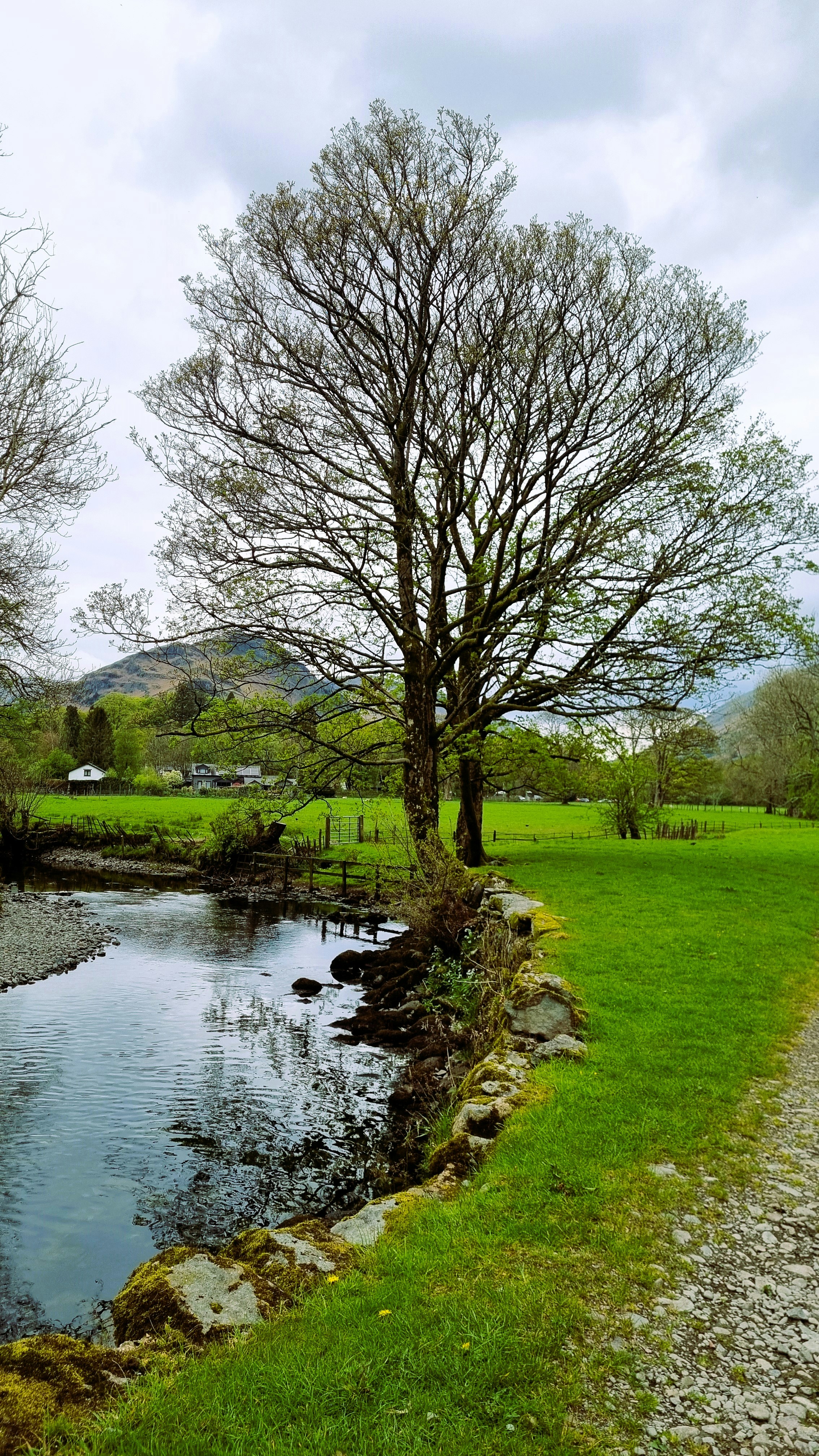 Photograph of a solitary tree along a stone-edged river with a gravel path on the right, green fields, and distant hills.