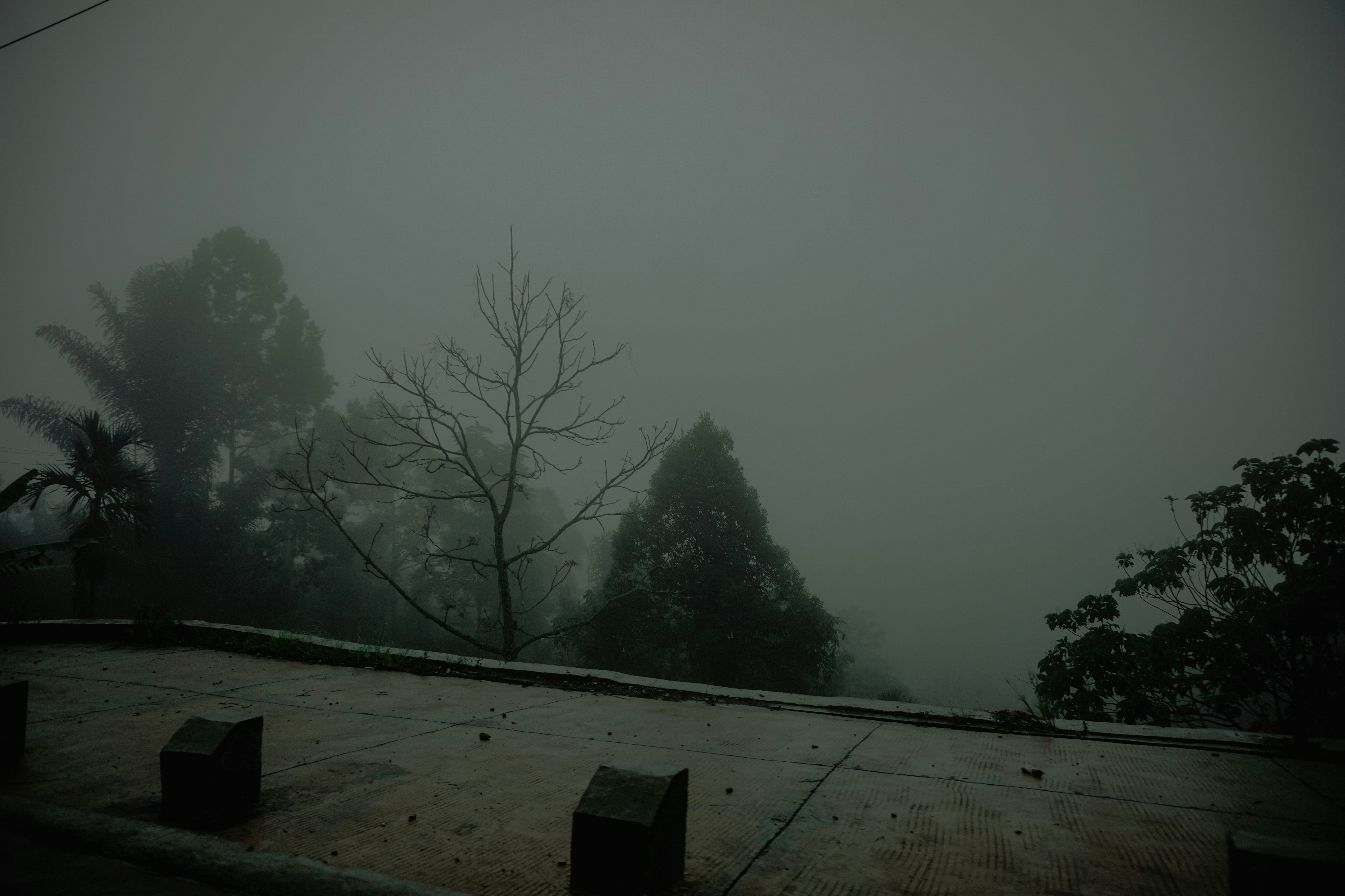Una vista brumosa de los árboles desde un techo foto – Imagen de ...