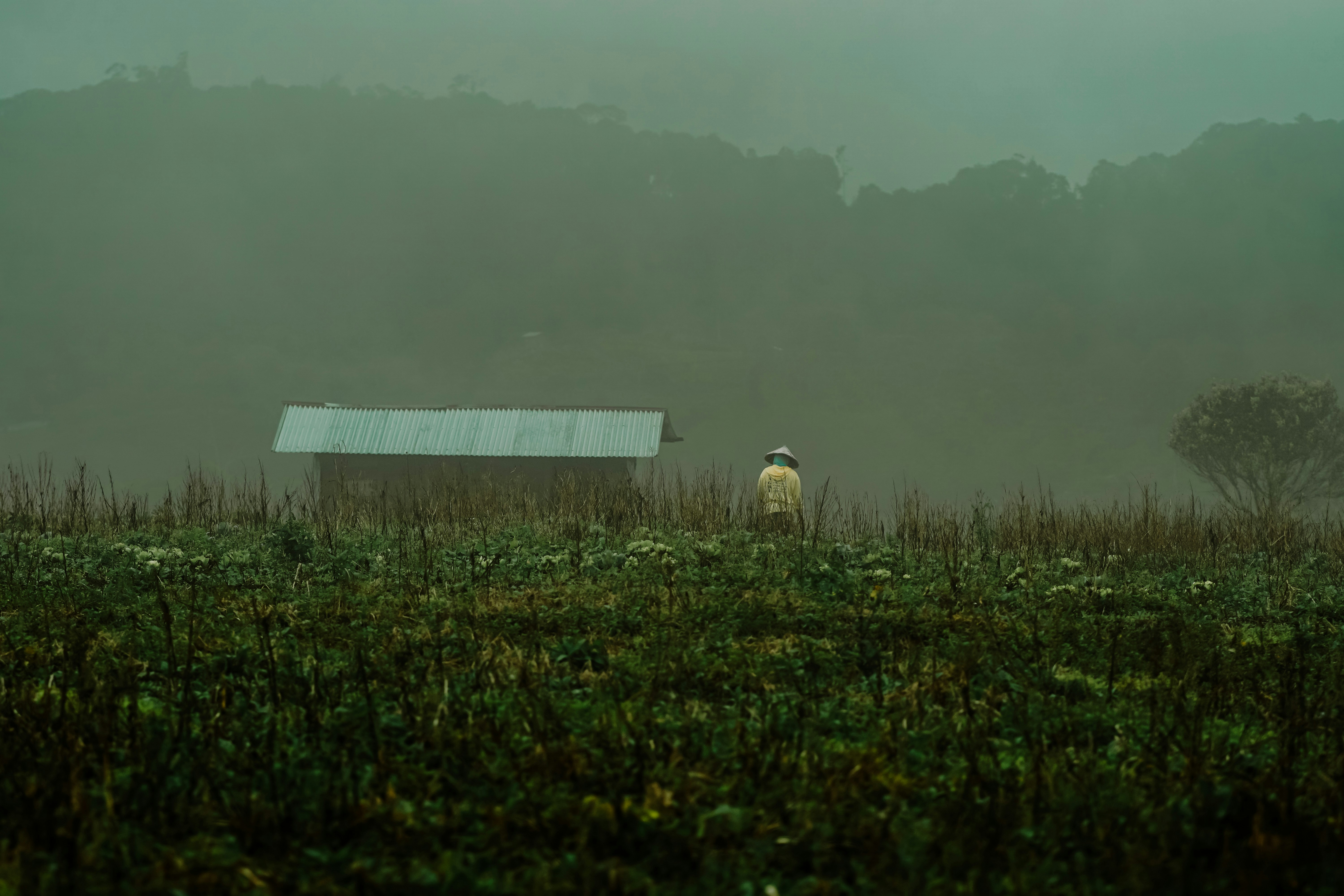 Fog-Washed Field: A lone figure beside a slanted-roof shed