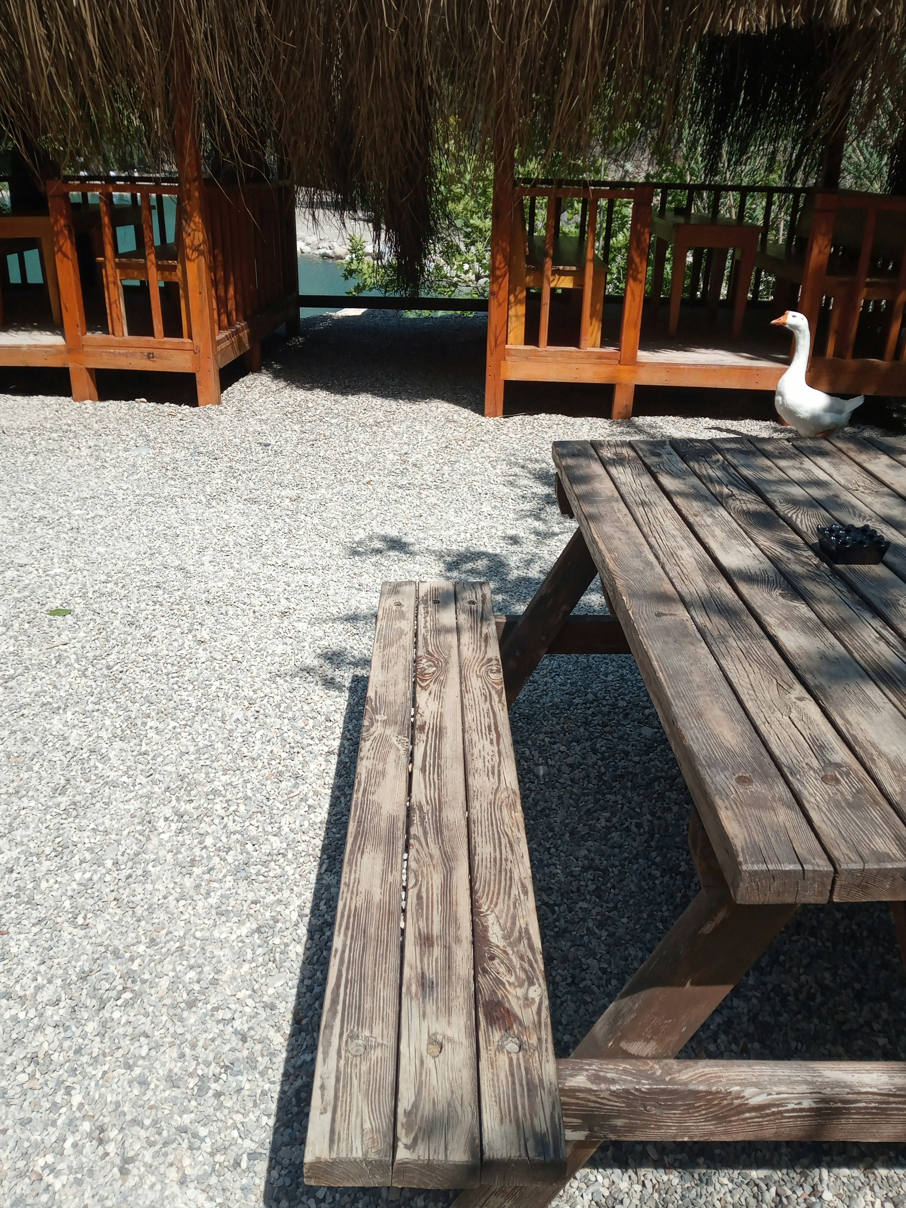 Seagull Perch: Weathered Picnic Table Under Dappled Shade