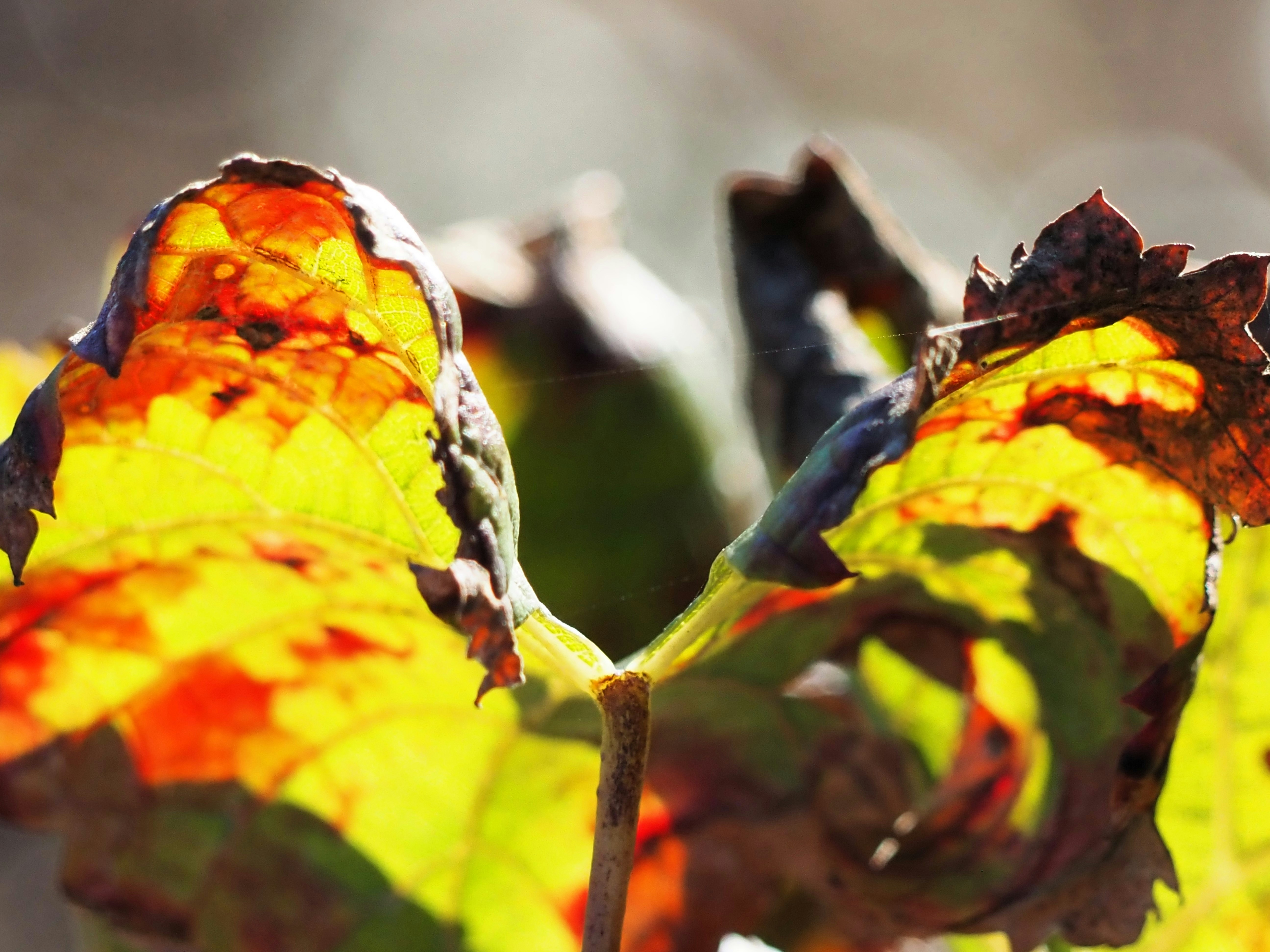 Leafy branches bathed in sunlight with vivid orange-yellow hues; shallow depth of field creates soft bokeh in the background.