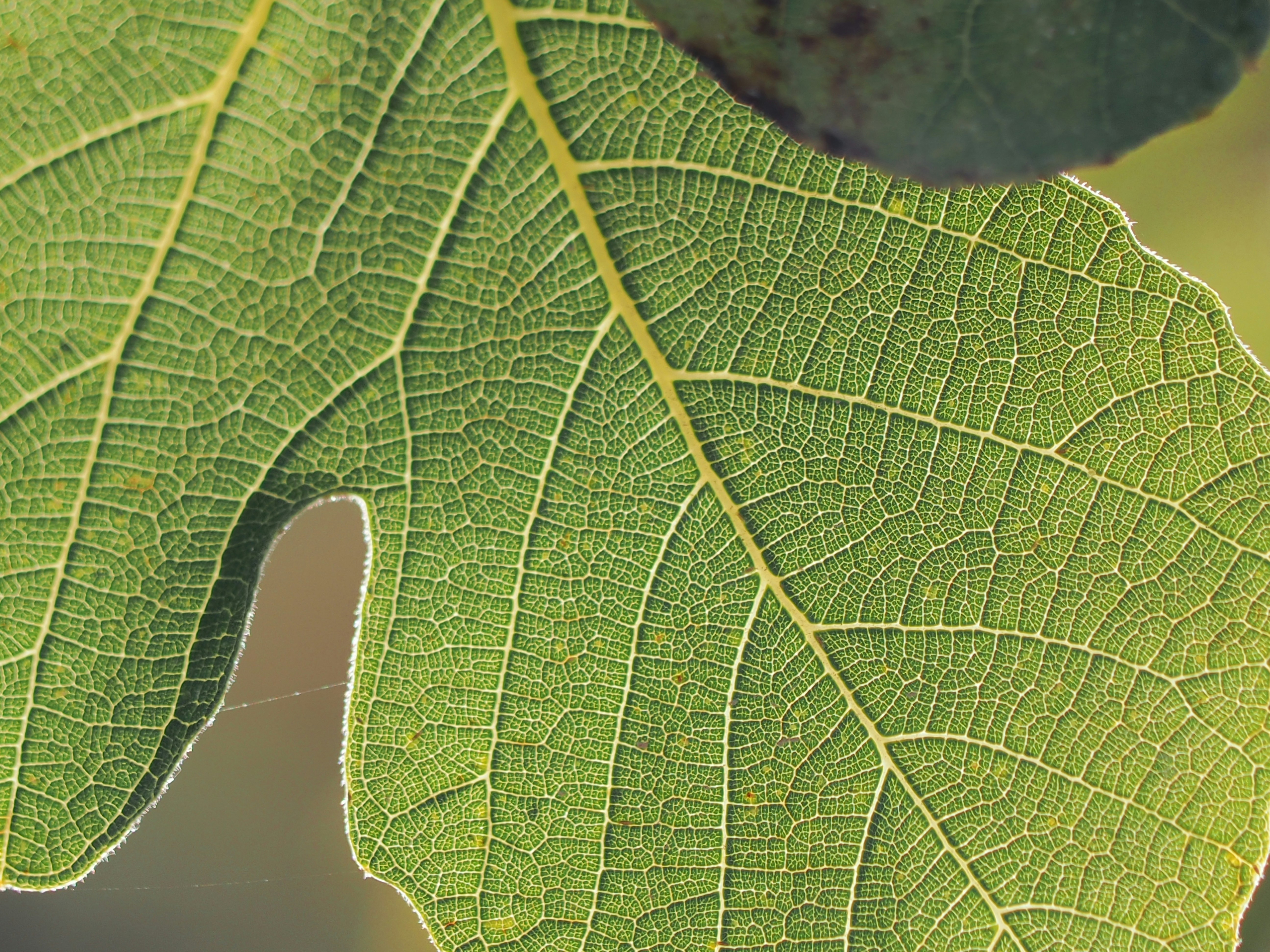 Photo by diego fabra with Olympus OM-D E-M10 Mark IV