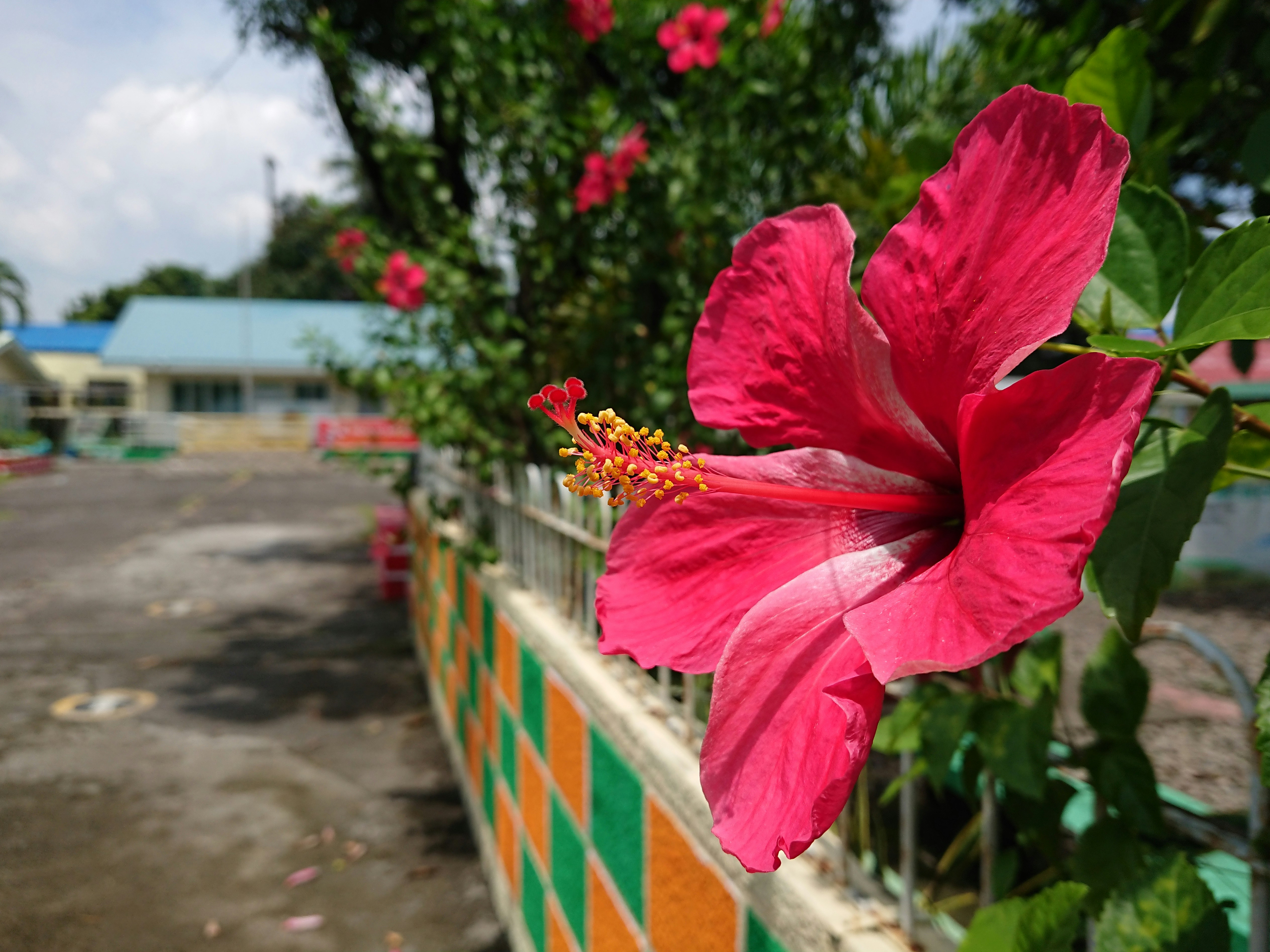 A vibrant pink hibiscus dominates the foreground with sharp detail while a blurred campus yard and a multicolored fence fade into the background.