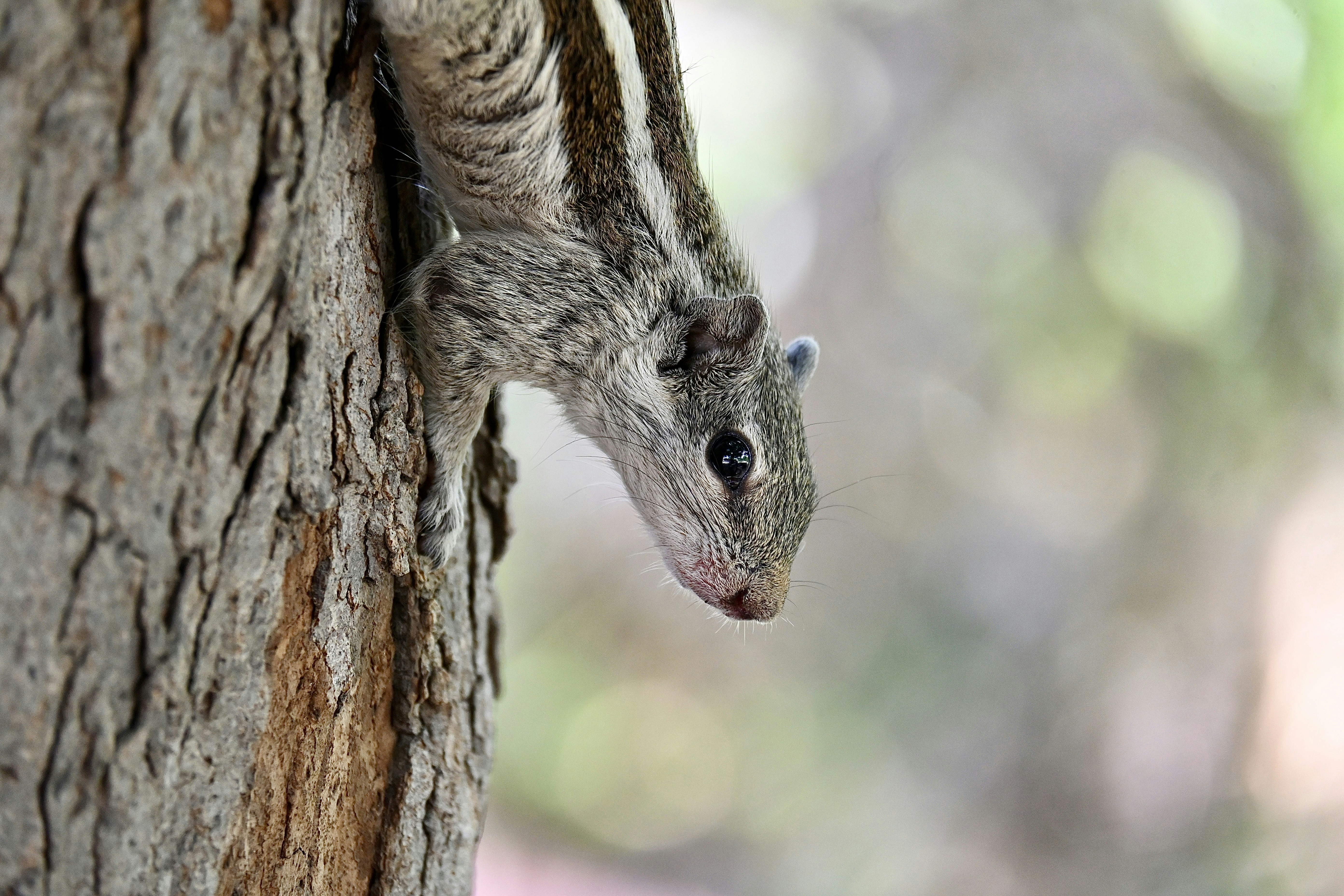 A small animal climbing up the side of a tree photo – Free Nahargarh ...