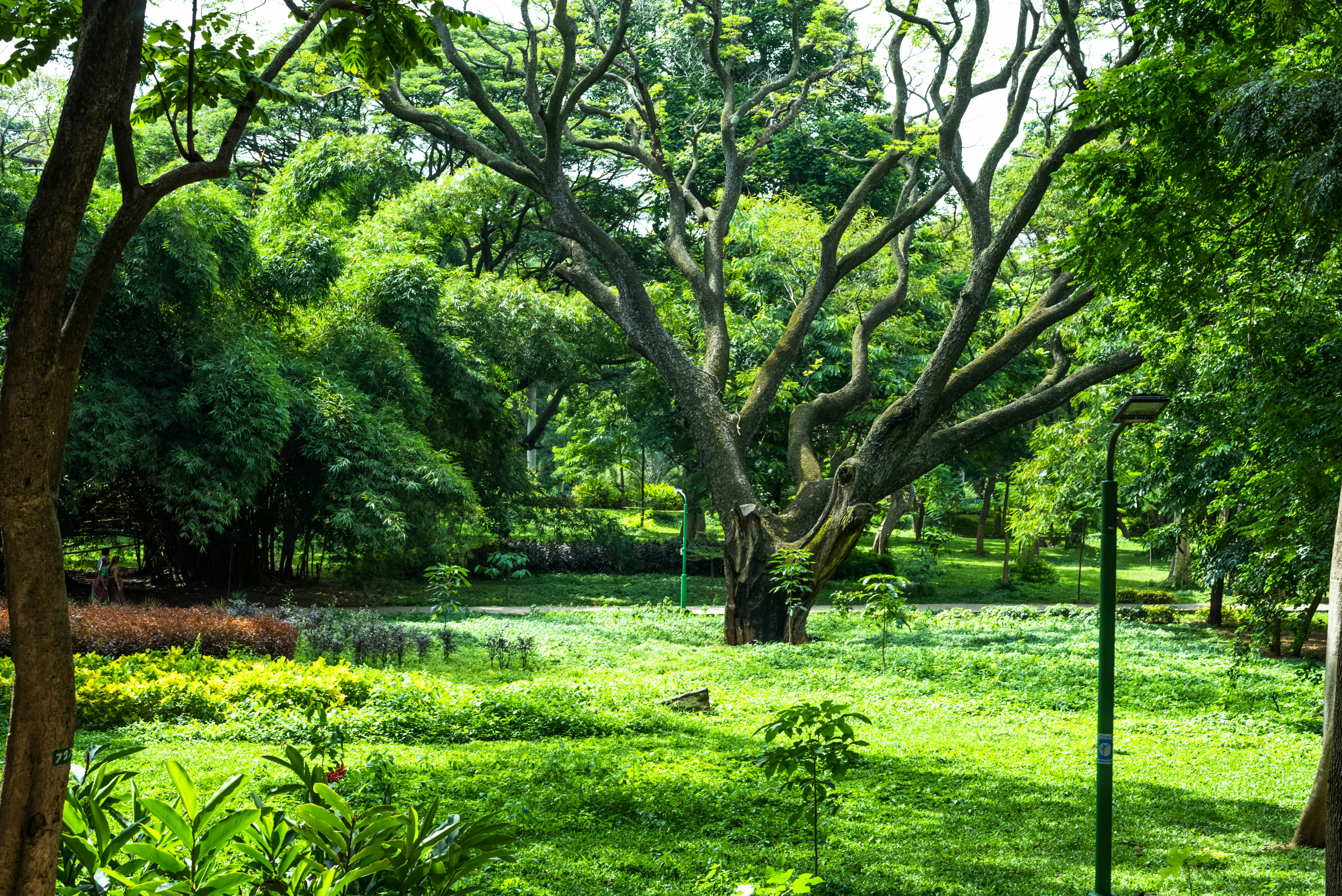 A large tree sitting in the middle of a lush green park photo – Free ...