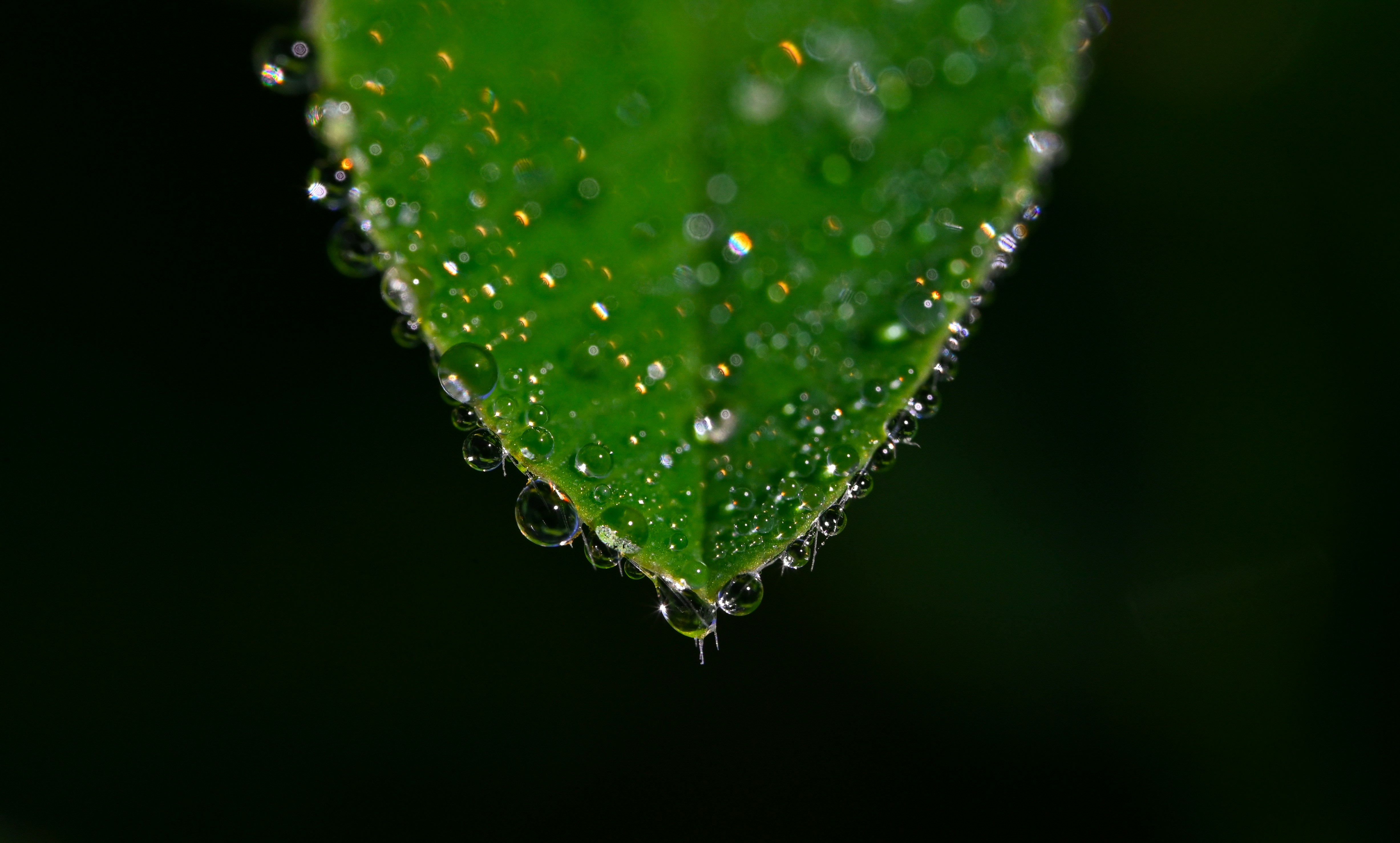A green leaf with drops of water on it photo – Free Wallpaper Image on ...
