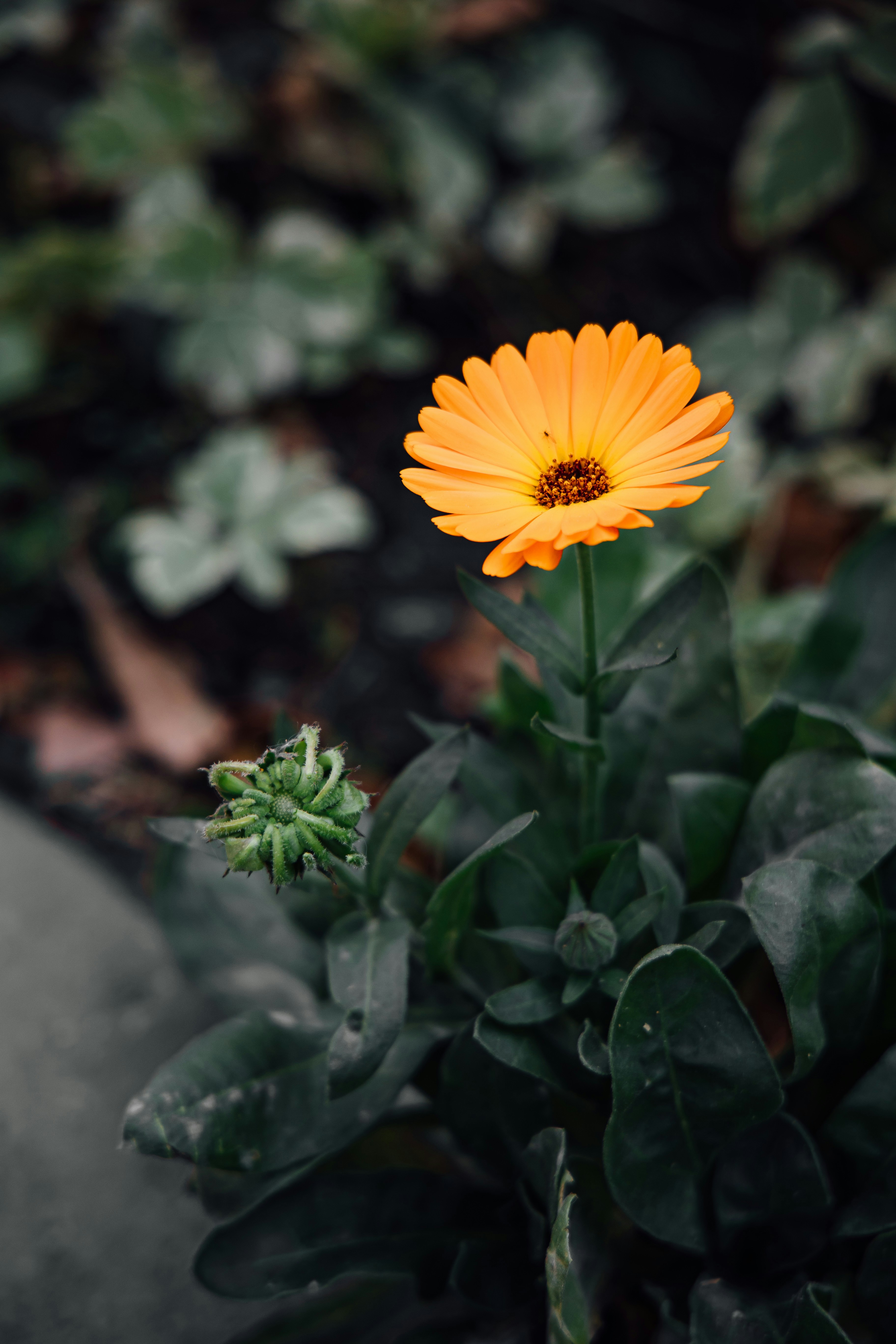 A single orange flower sitting on top of a green plant photo – Free ...