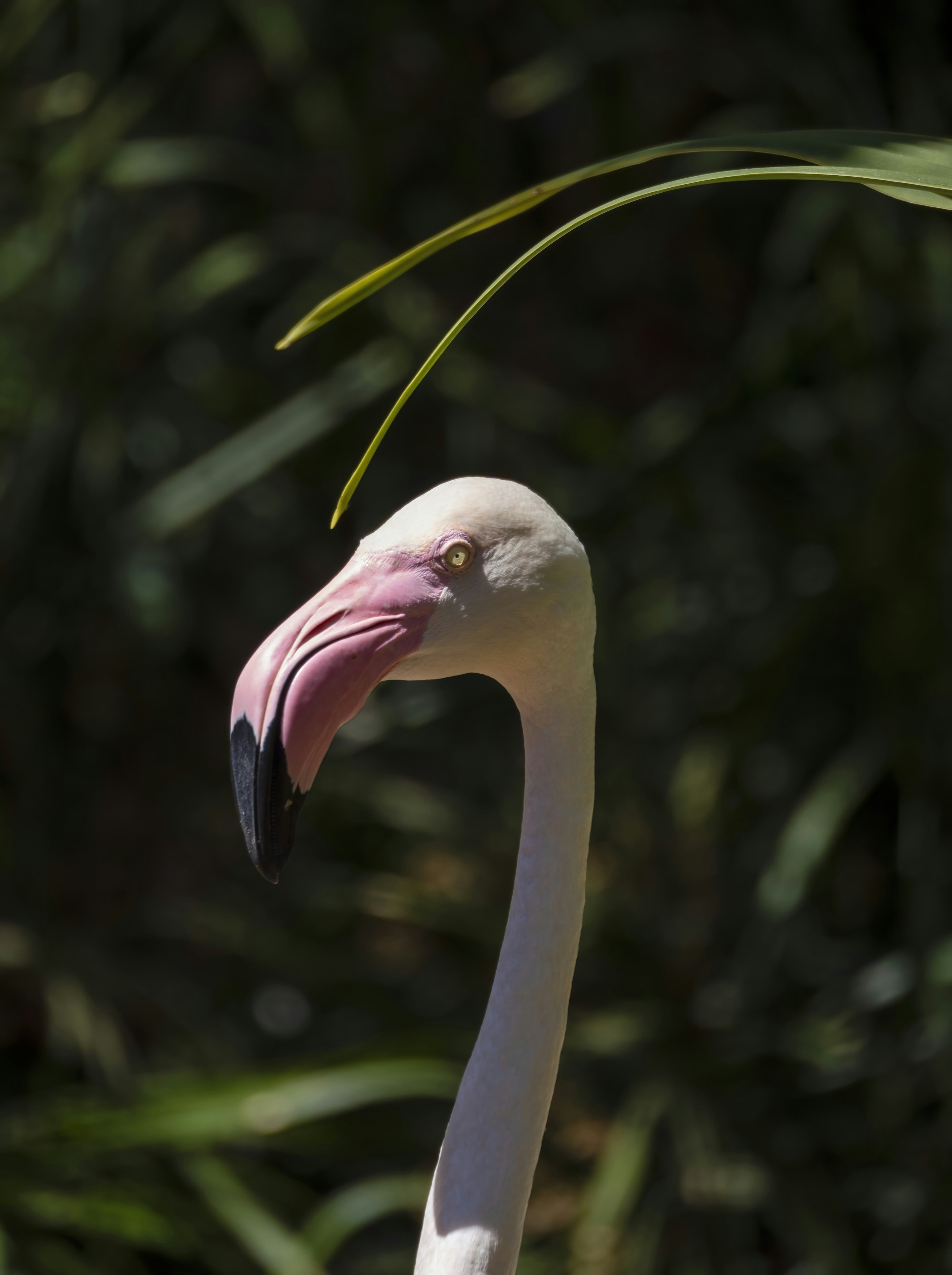 Pink Curve in Shade: A Flamingo Portrait Against Dark Foliage