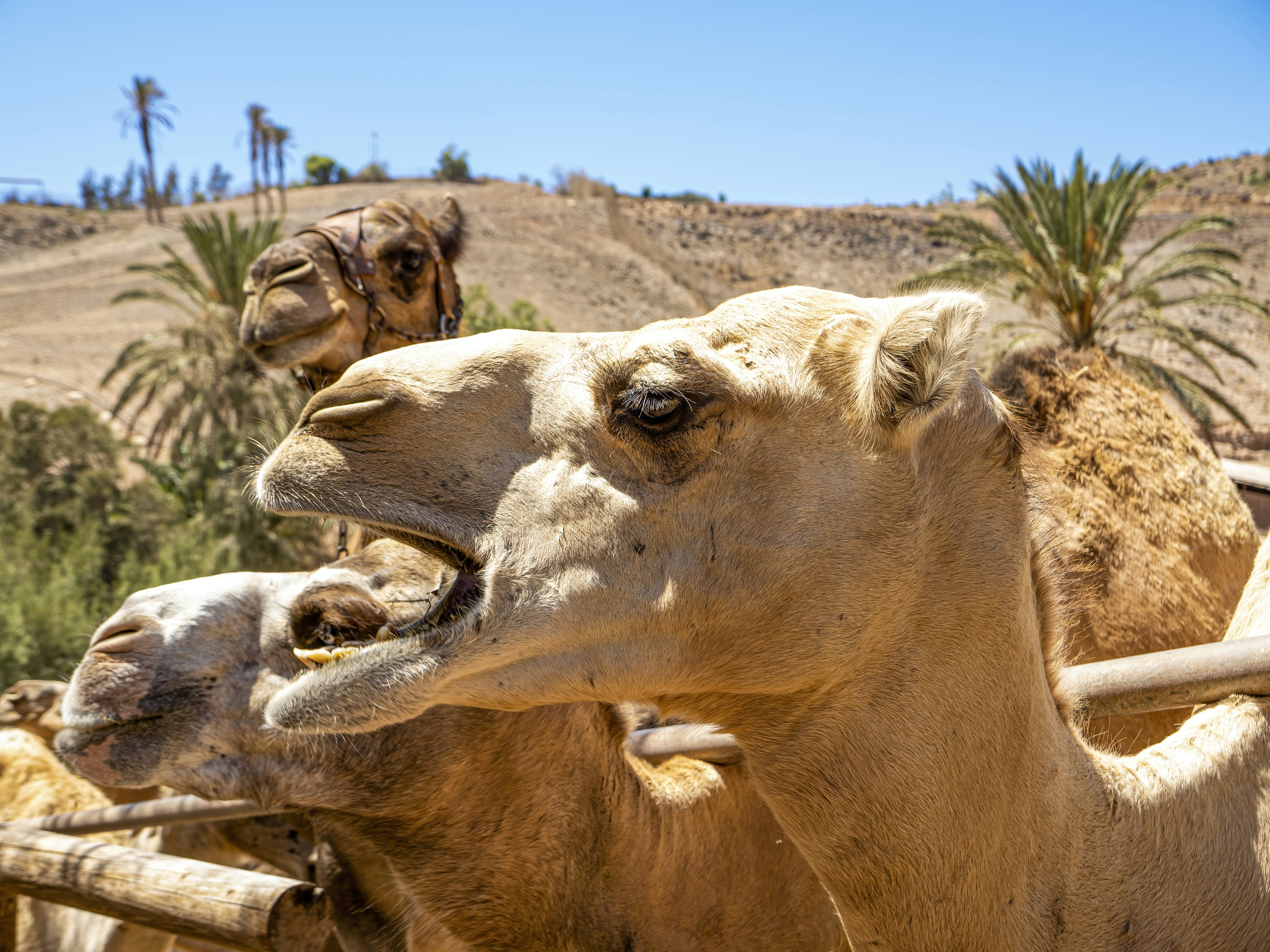Sunlit Camel Portrait Amid Palm-Dotted Desert