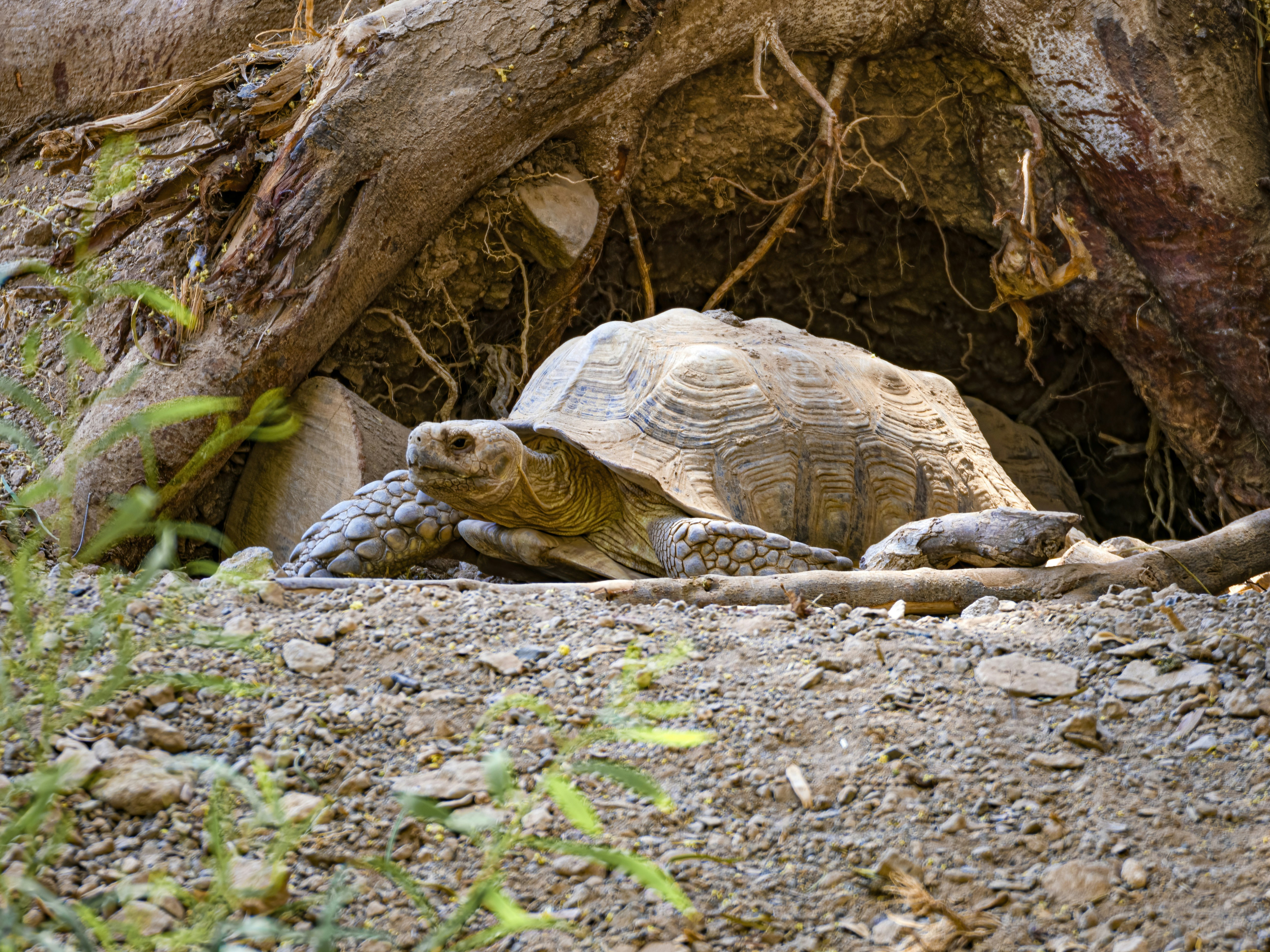 Slow Sentinel at the Burrow Threshold
