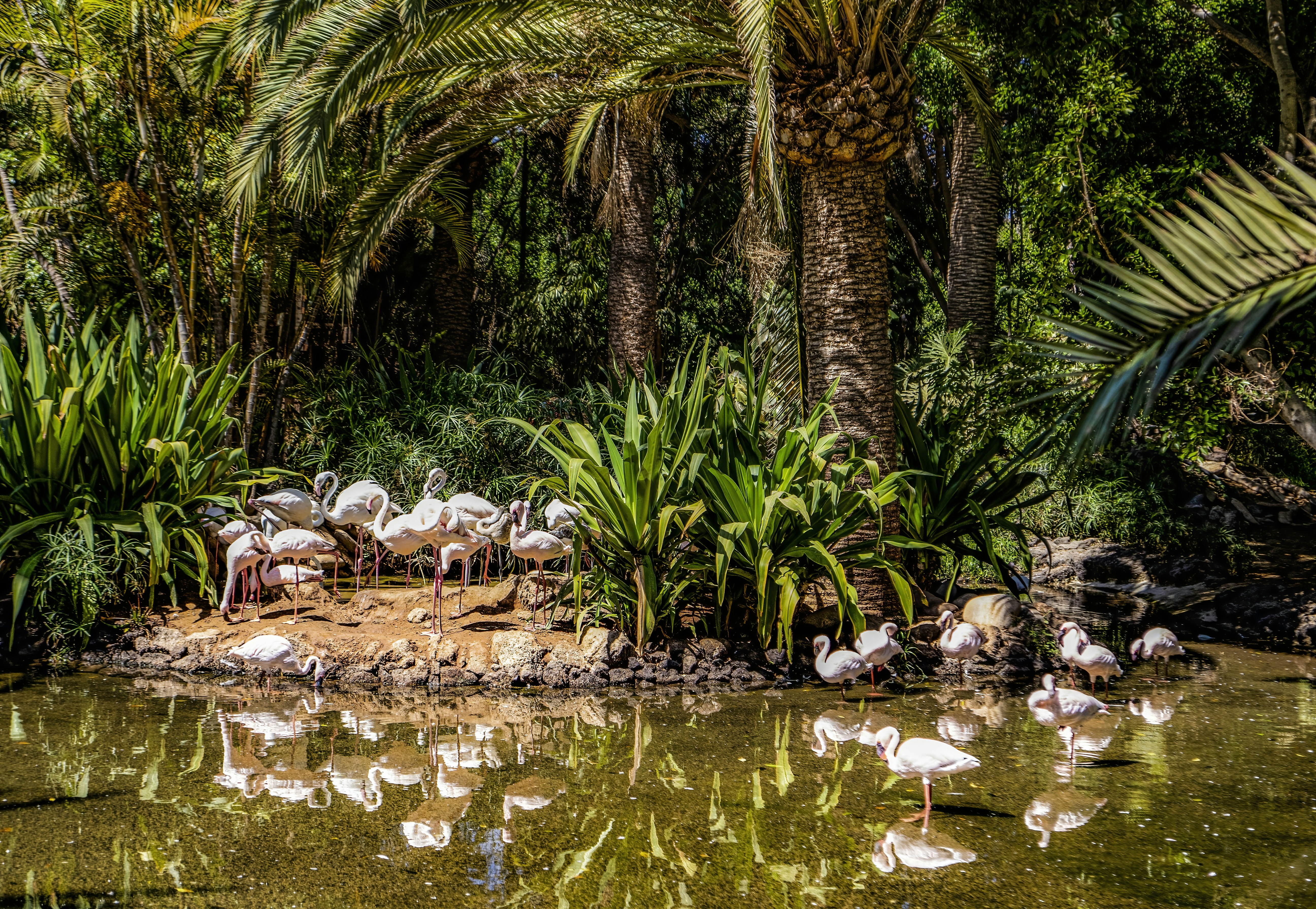 Palm-Fringed Shoreline Flamingos: Reflections in Tranquil Water