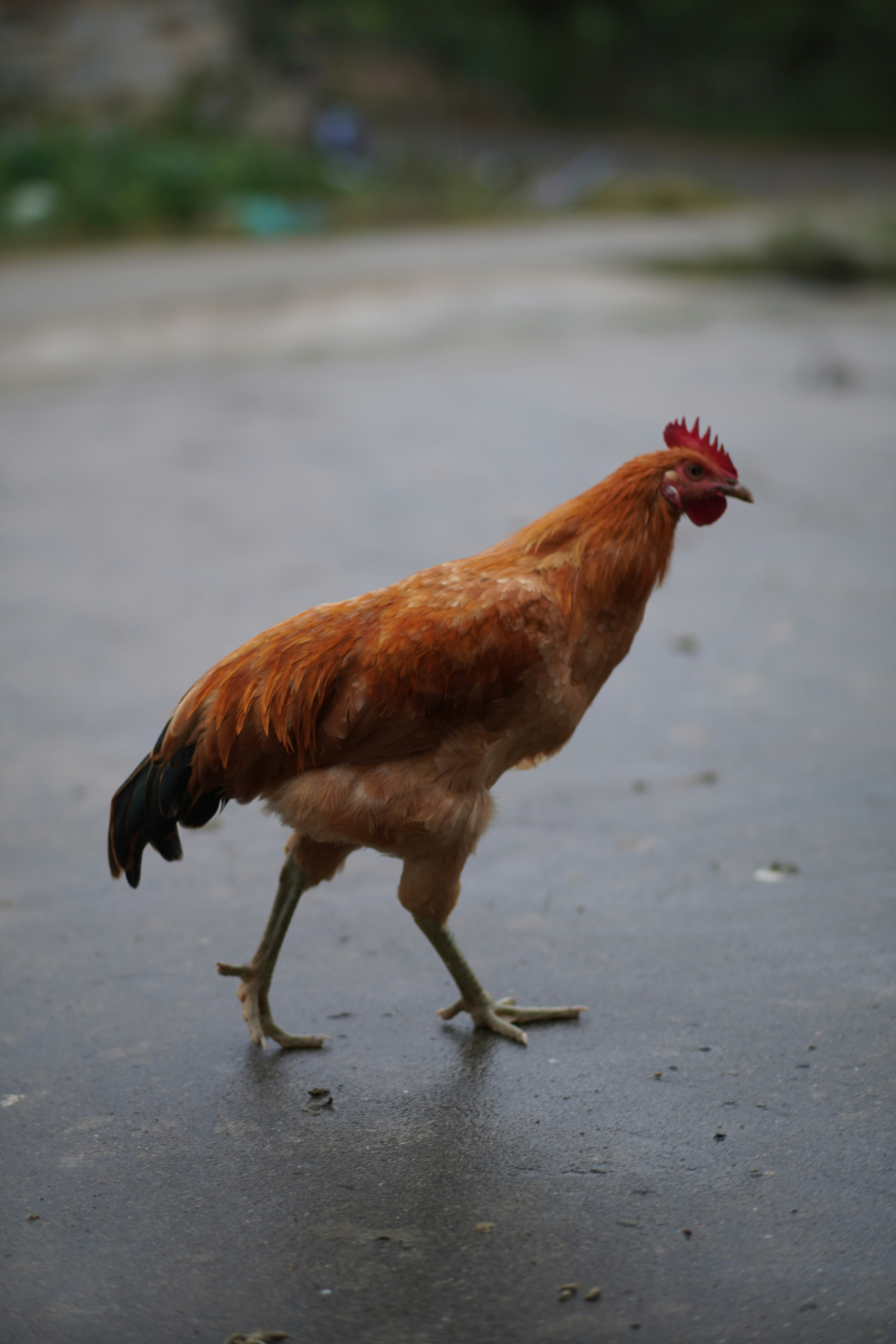 Chicken Leg Pictures | Download Free Images on Unsplash