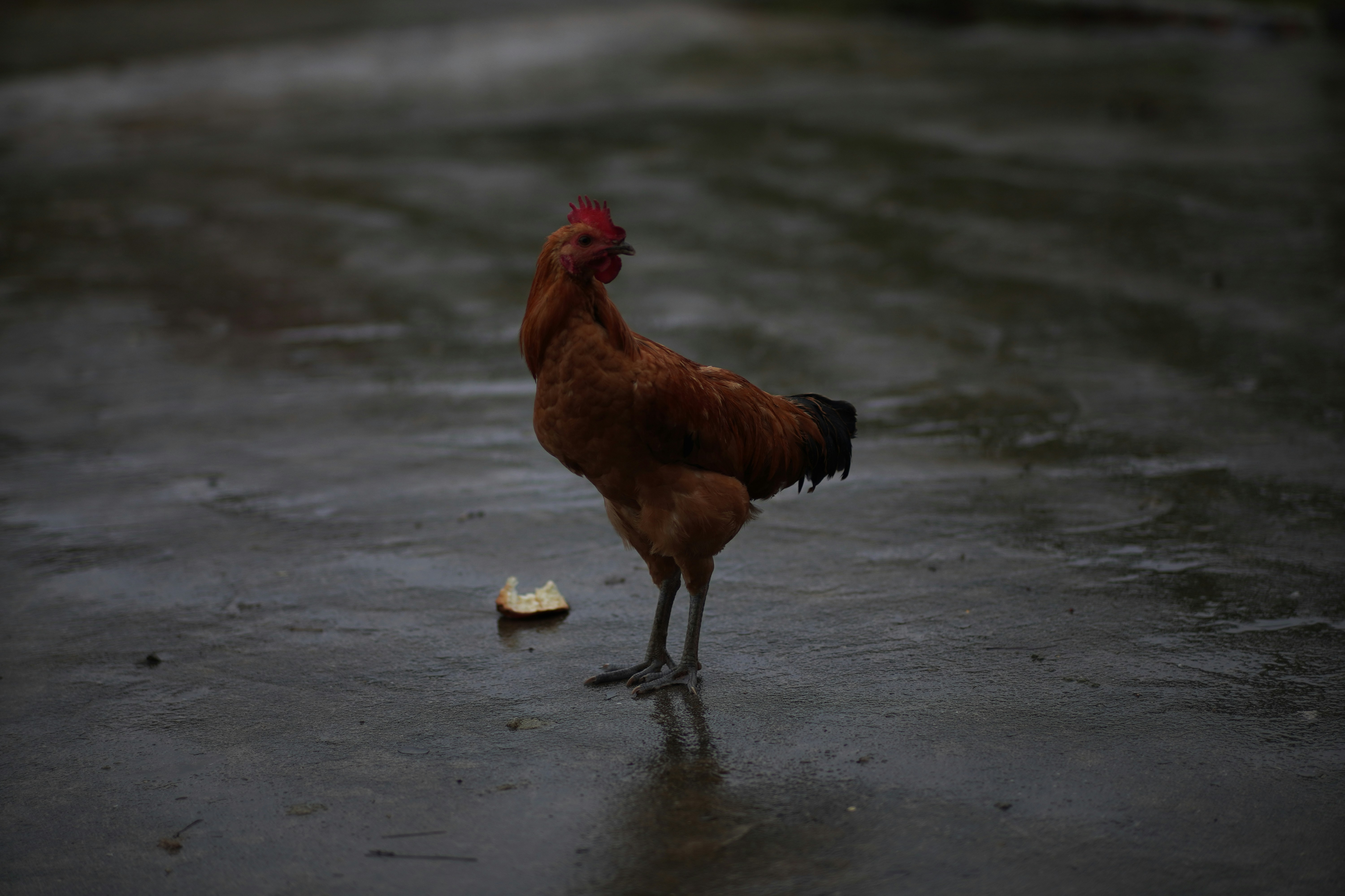 Crimson Rooster on a Rain-Washed Pavement
