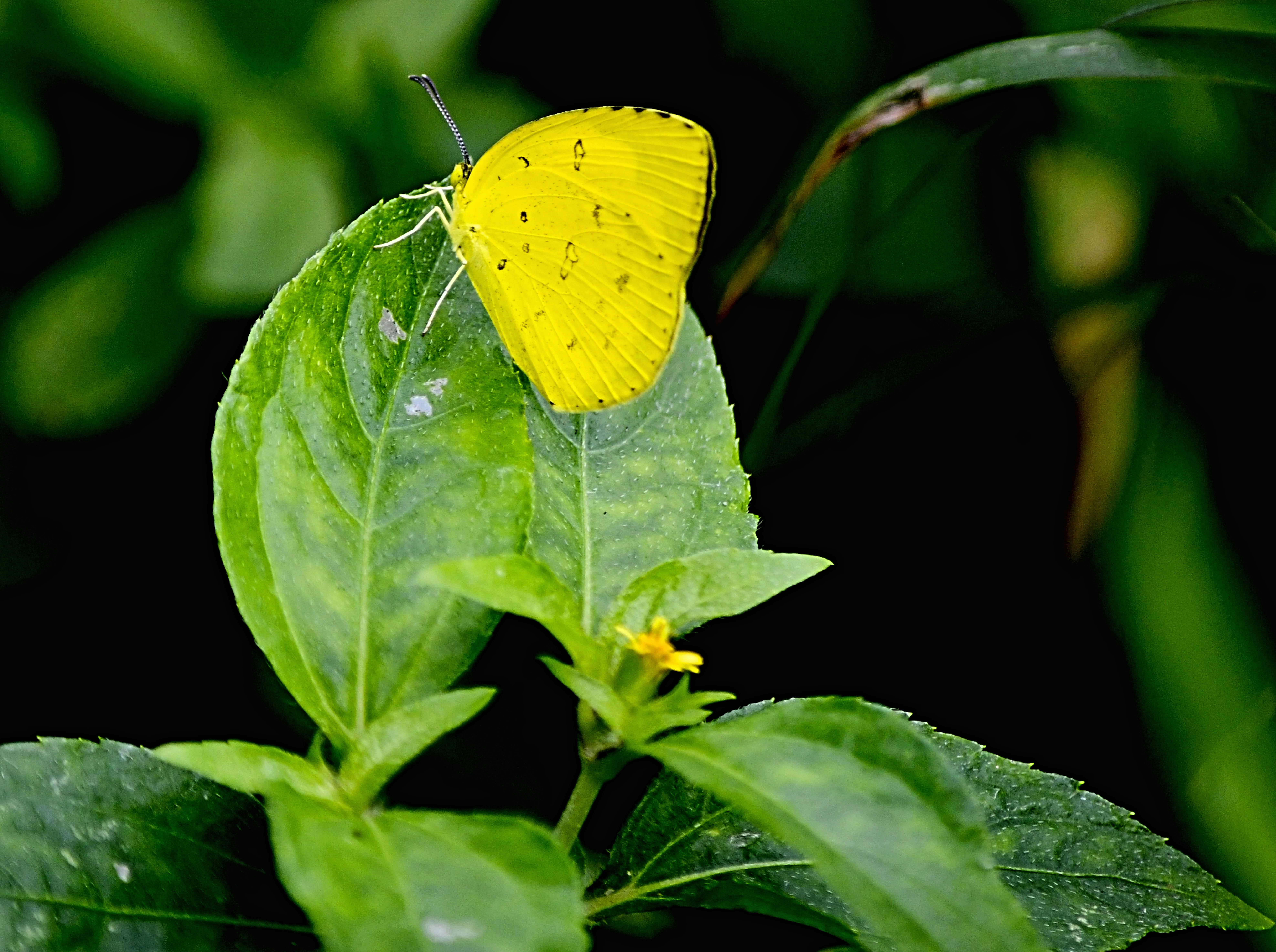 Sunlit Yellow Sulphur Resting on a Veined Green Leaf