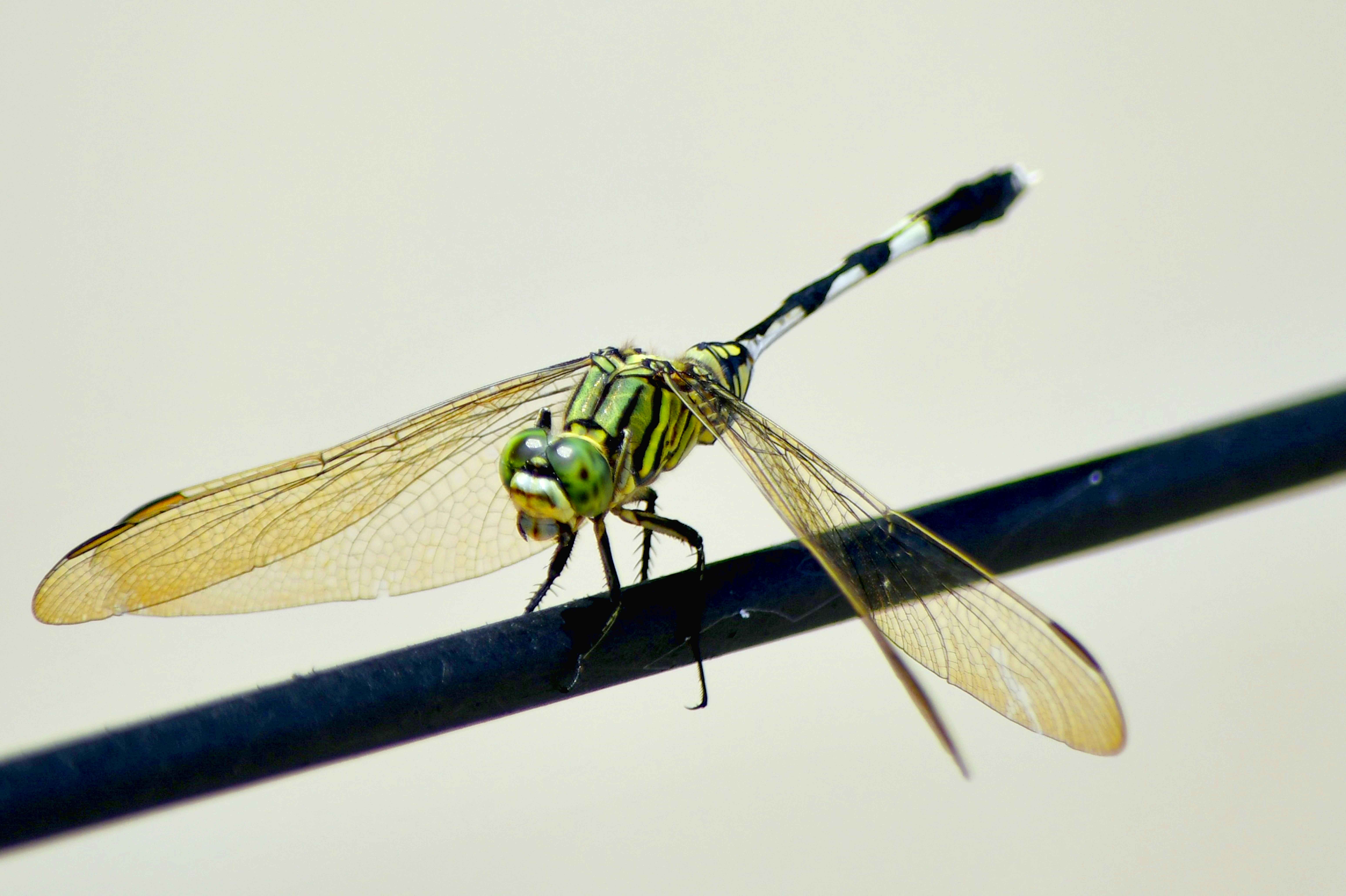 A green and black insect sitting on top of a wire photo – Free Animal ...