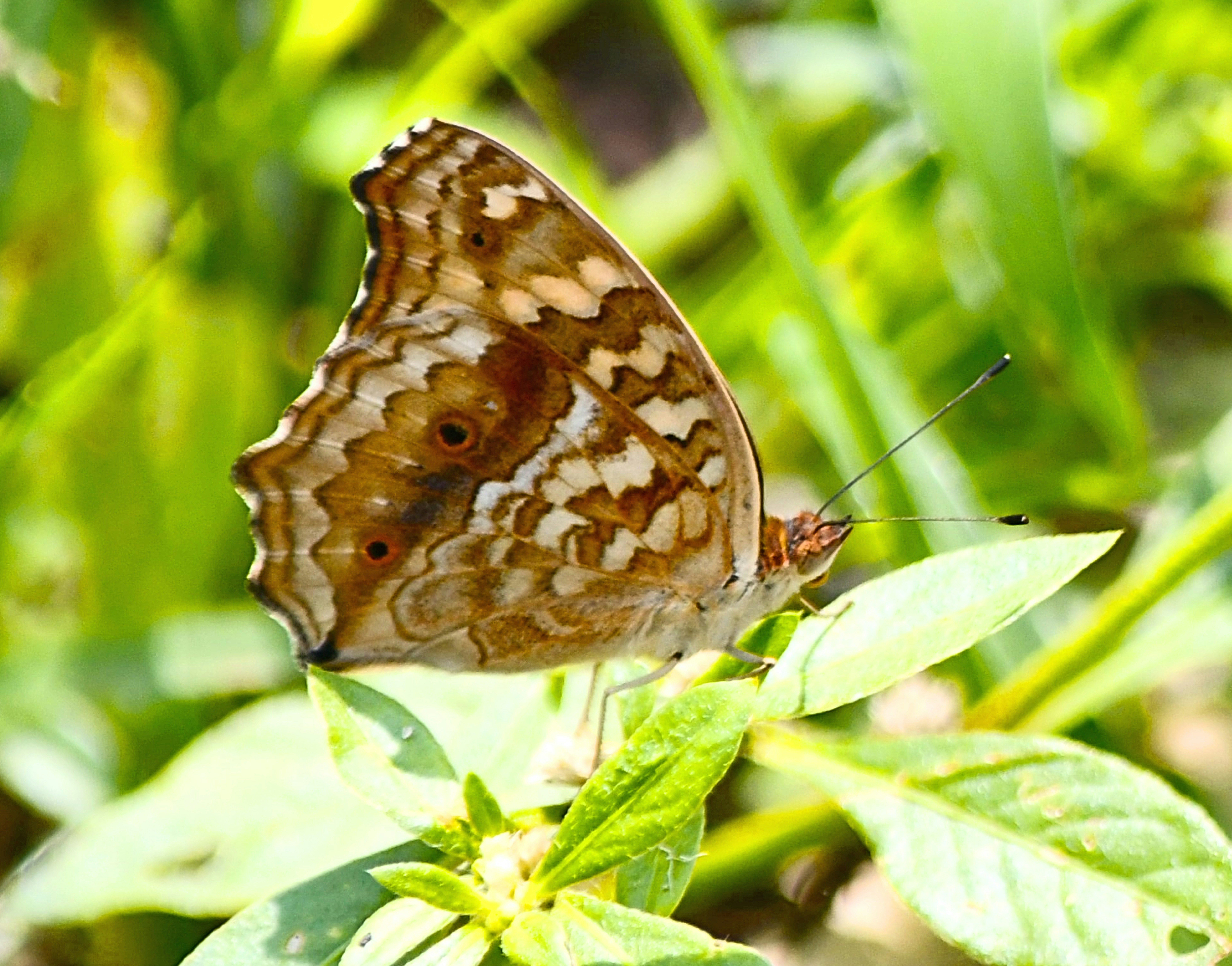 Winged Mosaic on Sunlit Foliage