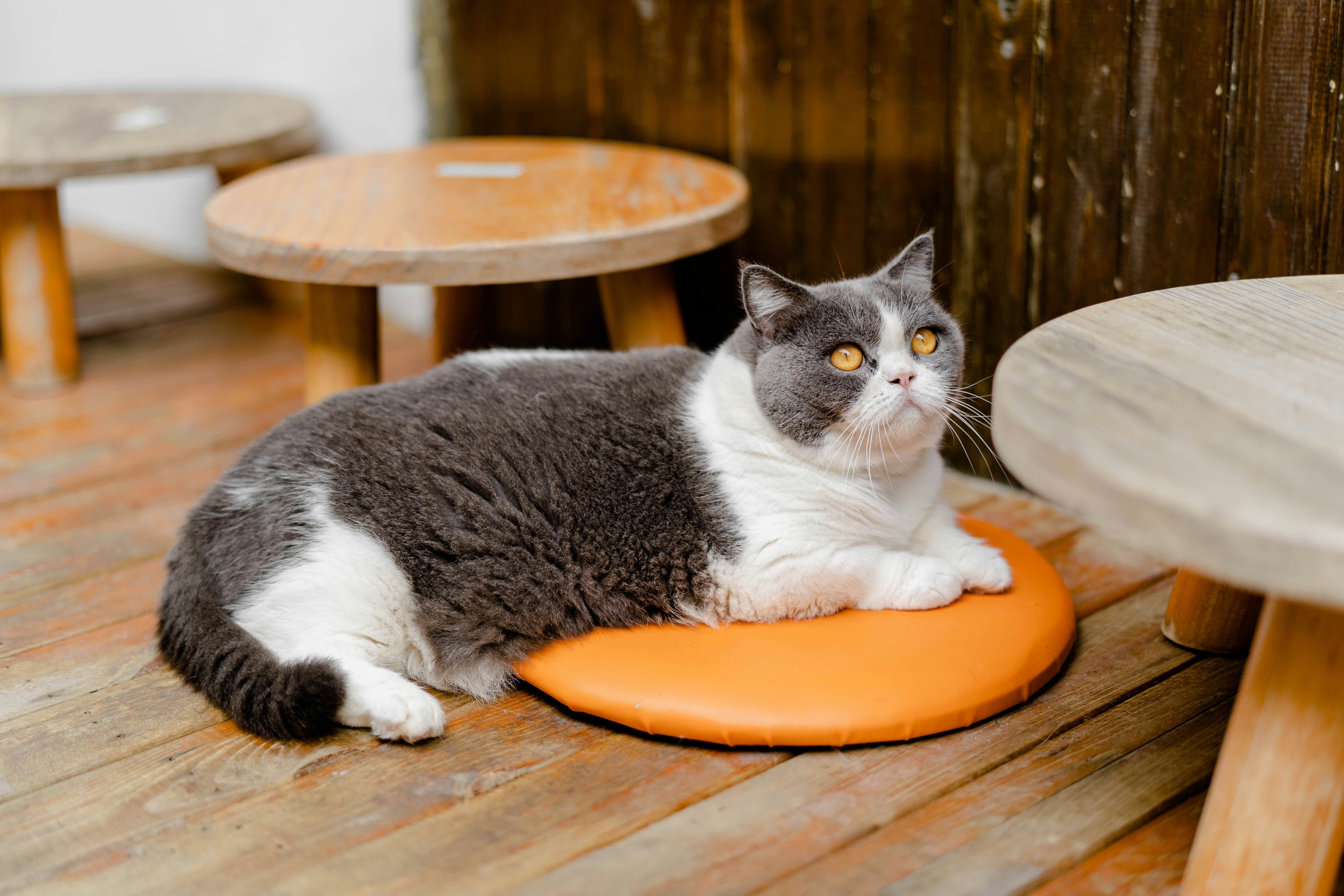 A Cozy Respite: Feline Serenity on an Orange Cushion