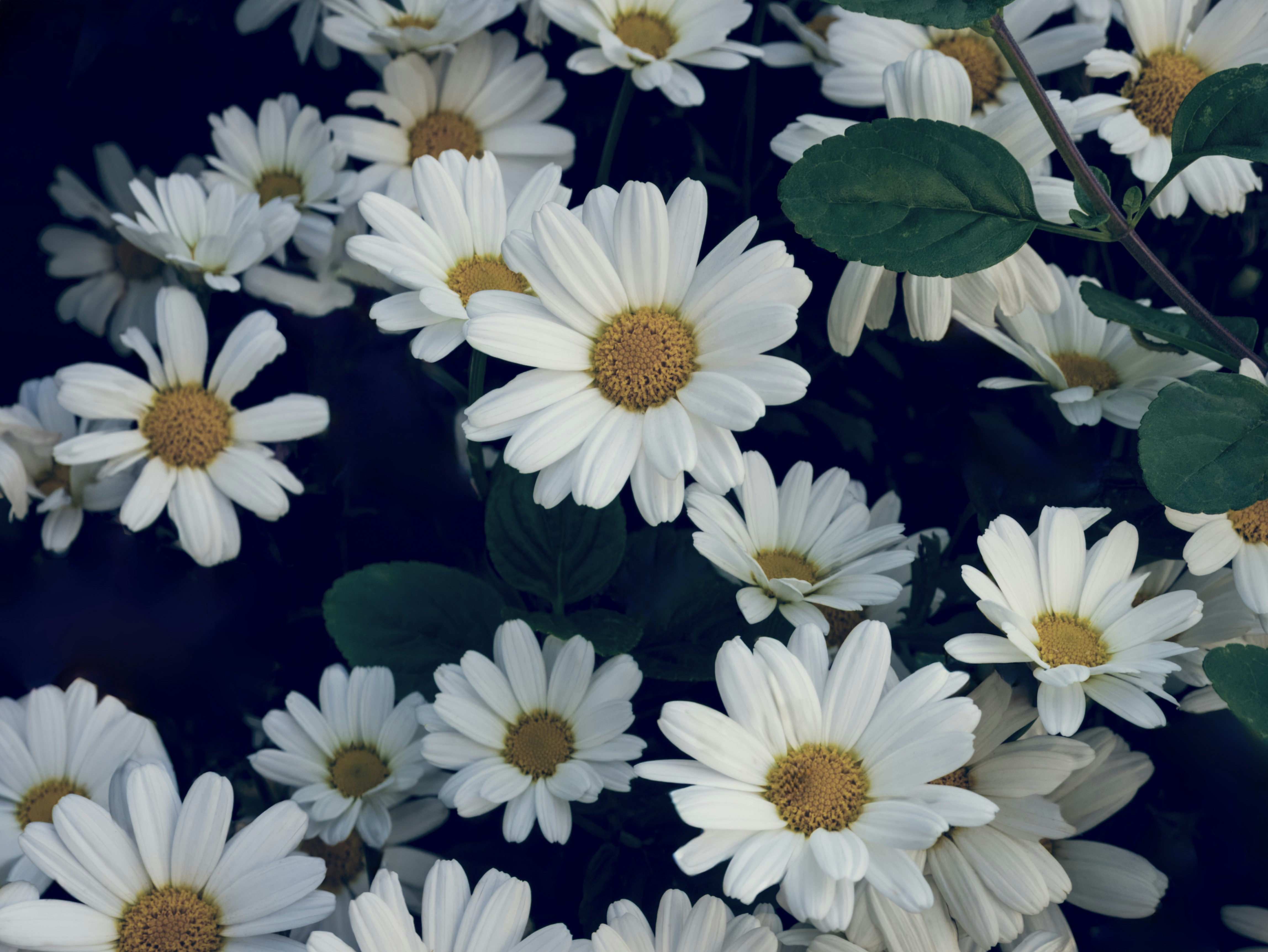Daisies on a Velvet Pond: A Quiet Bloom Chorus