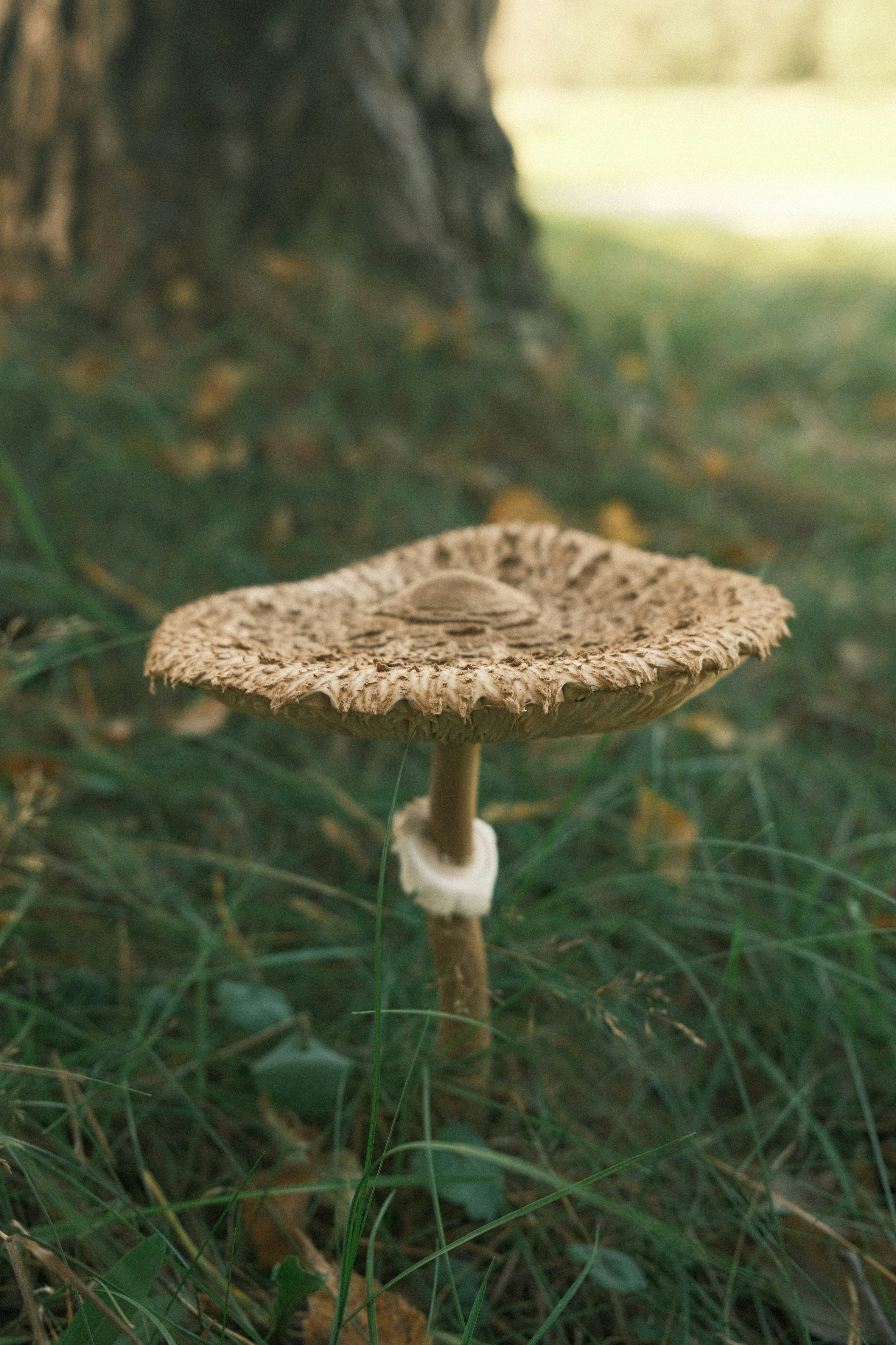 Ephemeral Parasol: a solitary mushroom anchors a sunlit meadow