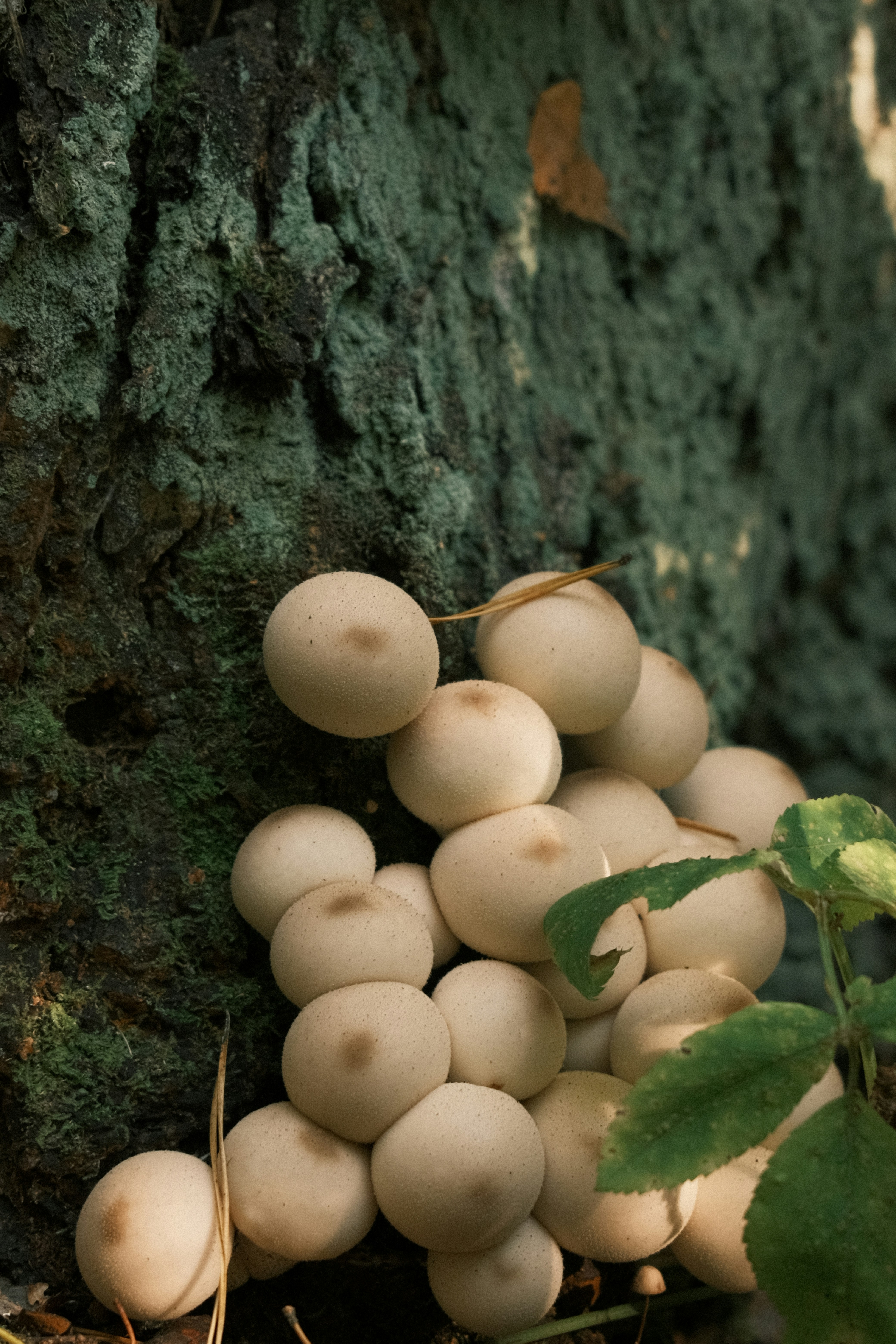 Cluster of pale orbs at the base of a mossy trunk
