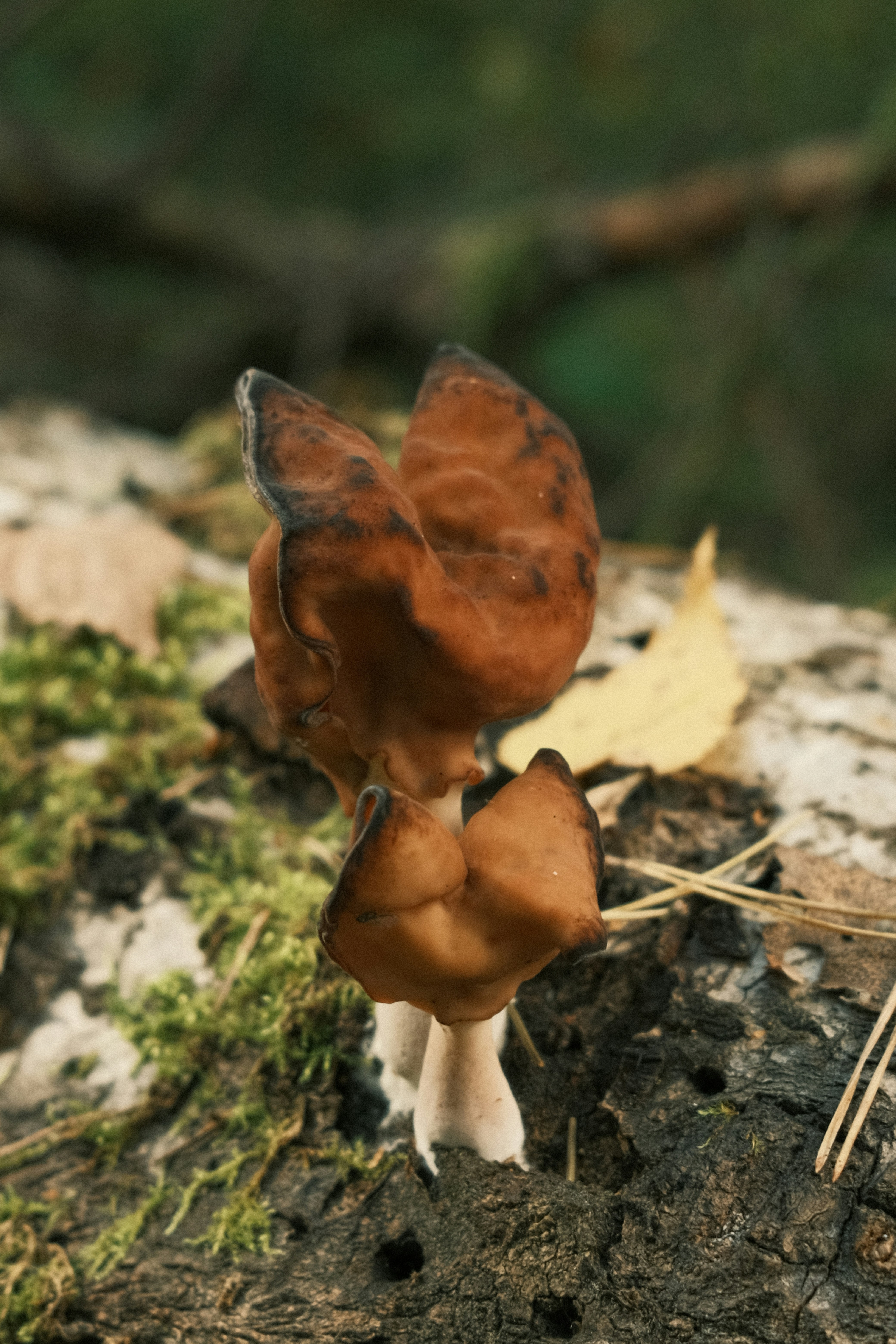 Amber Cup Fungi on a Mossy Log: A Close-Up Portrait